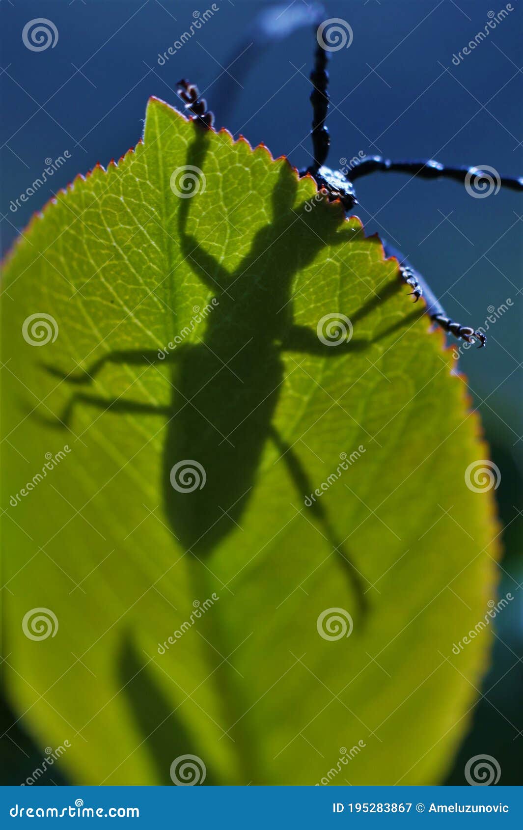 A Small Black Beetle on Top of a Beautiful Leaf Stock Image - Image of ...