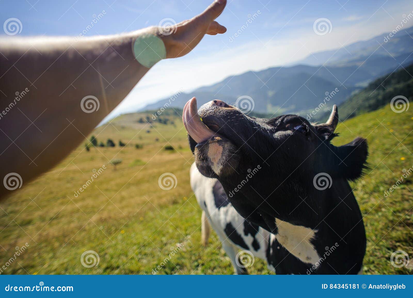 Black Horned Cow Licks the Hand Stock Image - Image of slope, animal ...