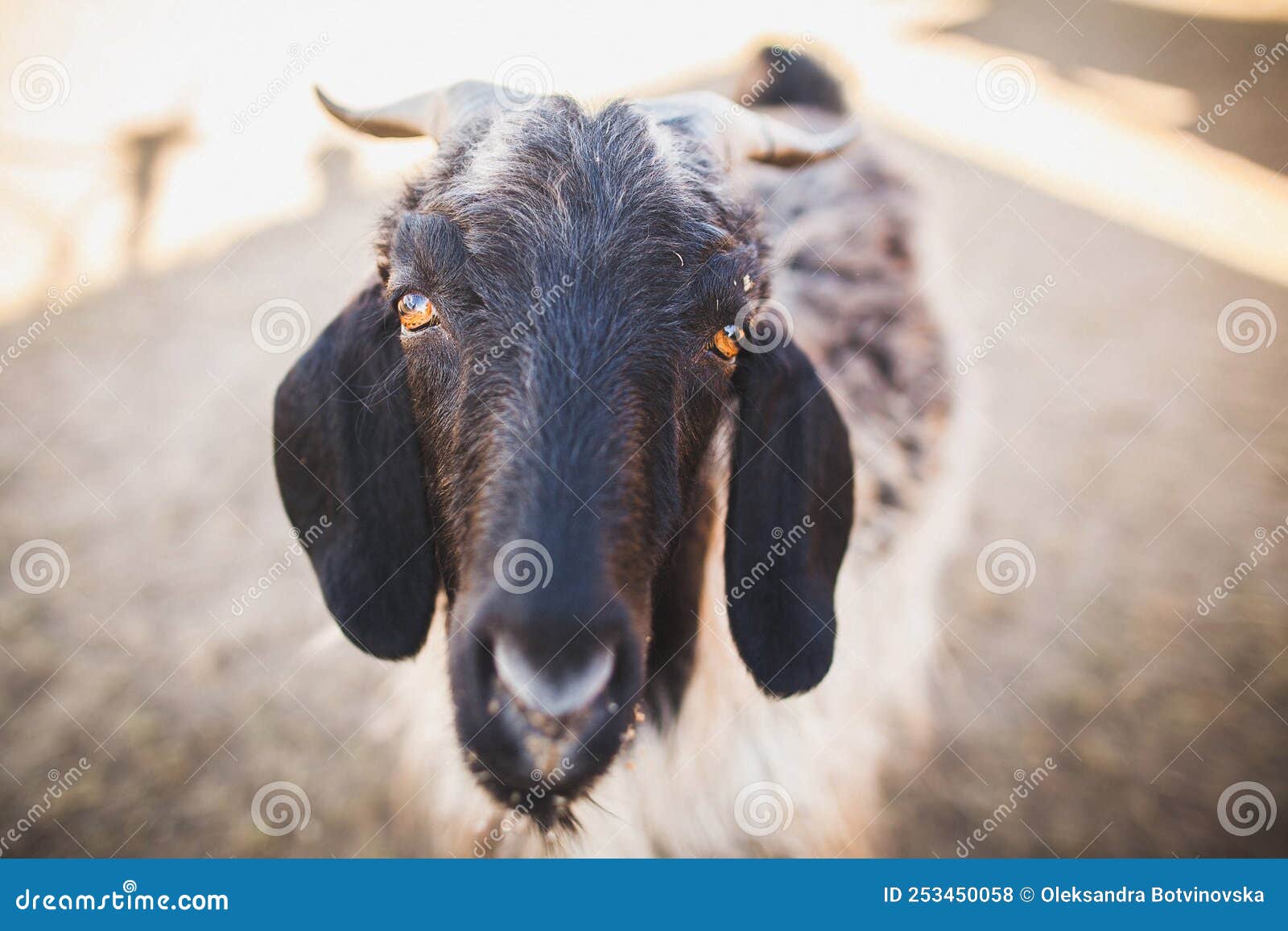 Black and Horned Goat Looking at the Camera Stock Photo - Image of ...