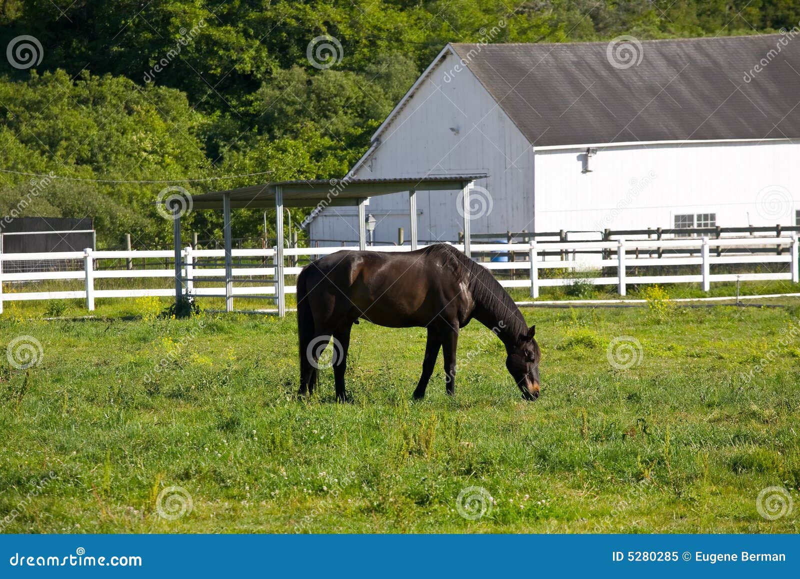 Black horse stock image. Image of building, grass, domestic - 5280285