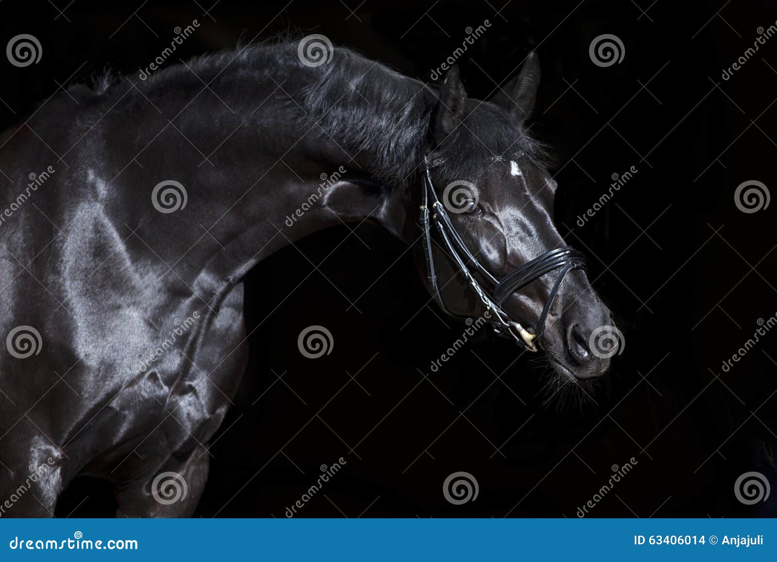 Black Horse Hooves Stock Photography | CartoonDealer.com #11389268