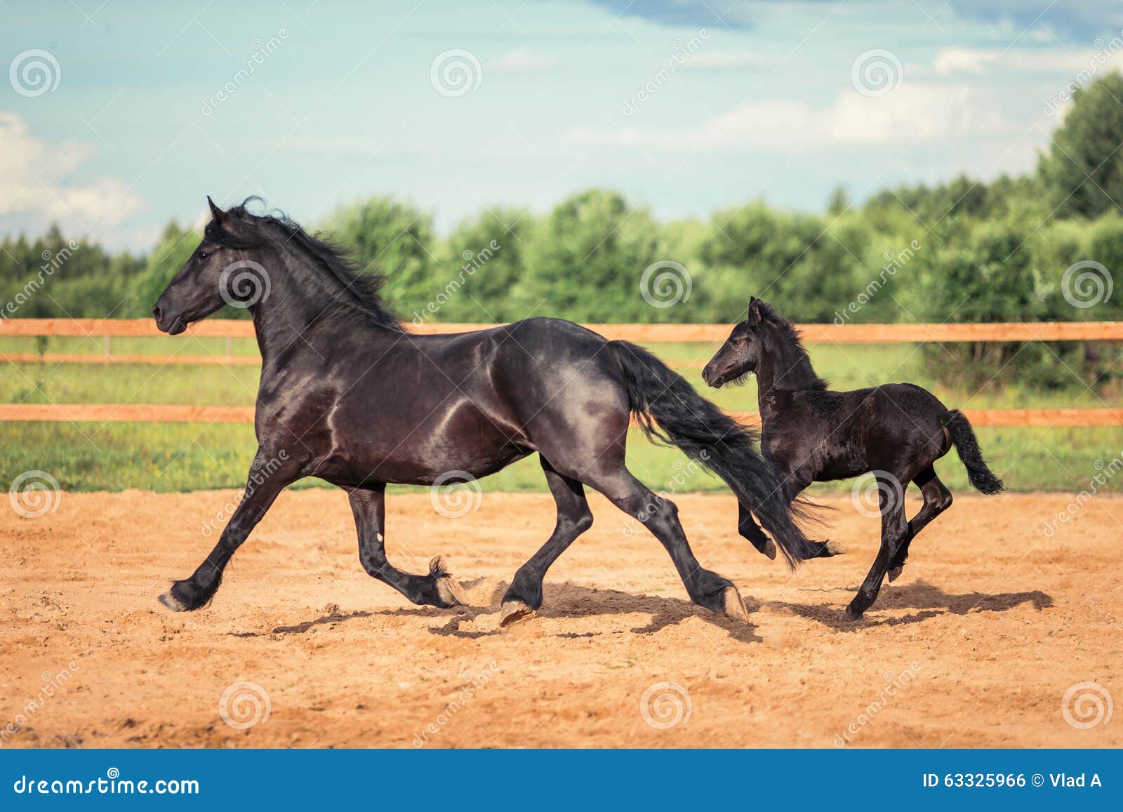 Black Horse and Black Foal Galloping Stock Photo - Image of nice ...