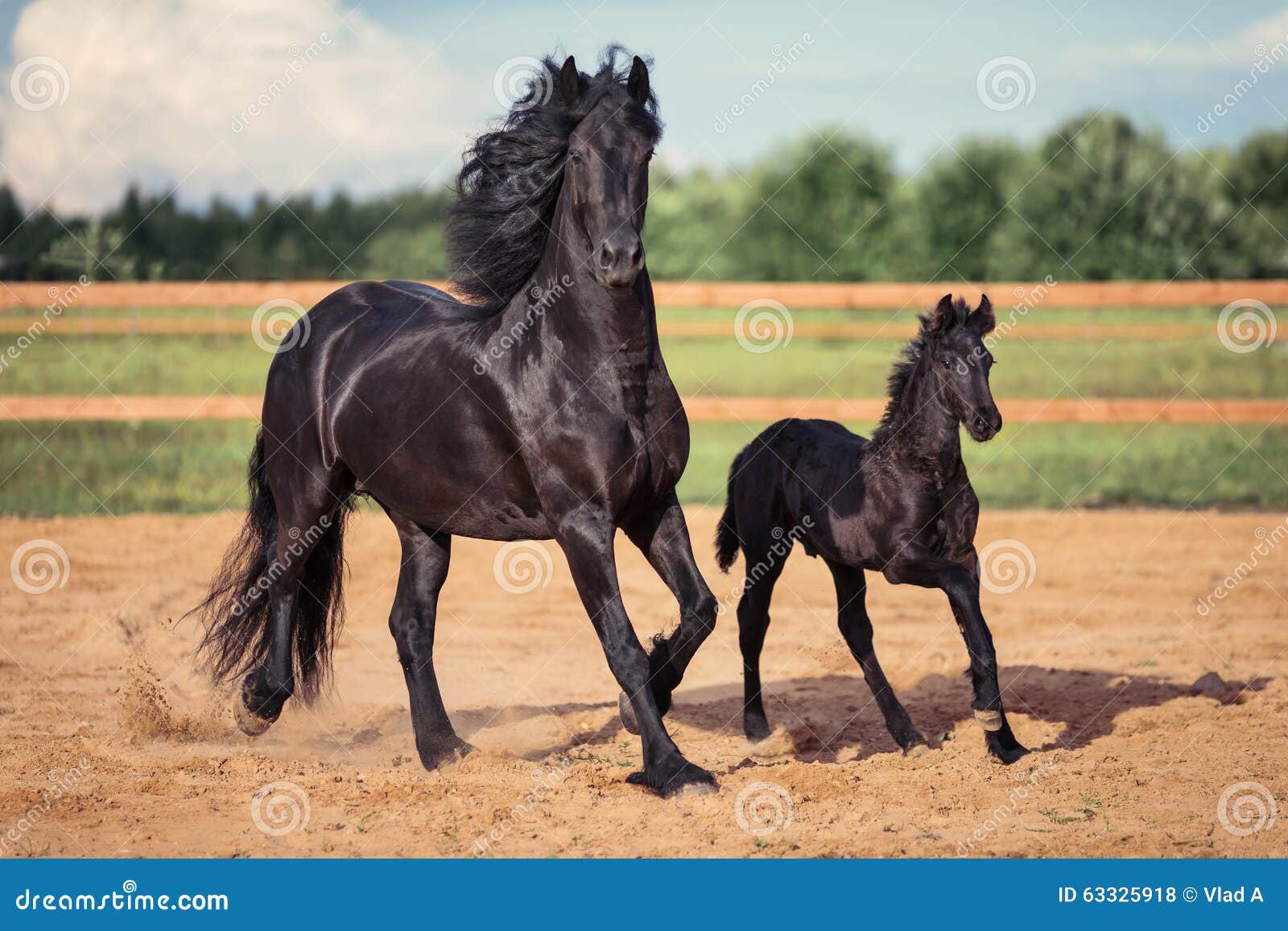 Black Filly Horse