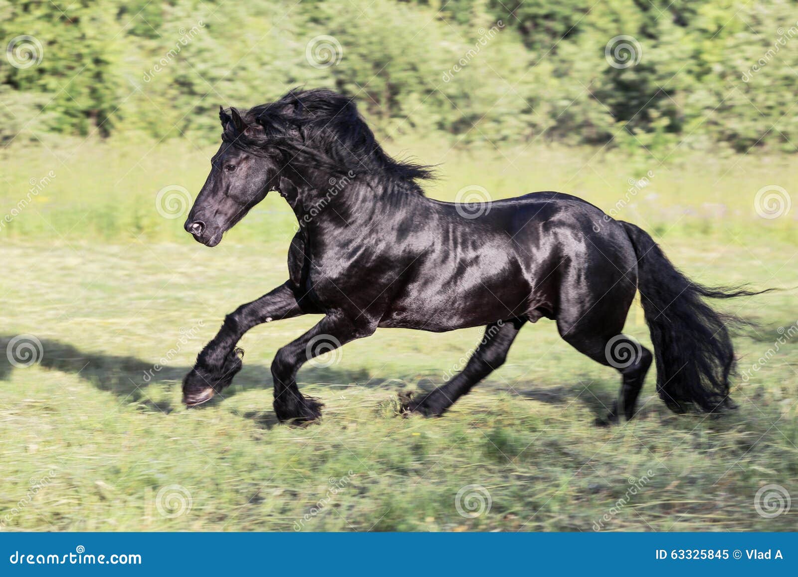 Black Horse Galloping in the Field Stock Image - Image of freedom, race ...