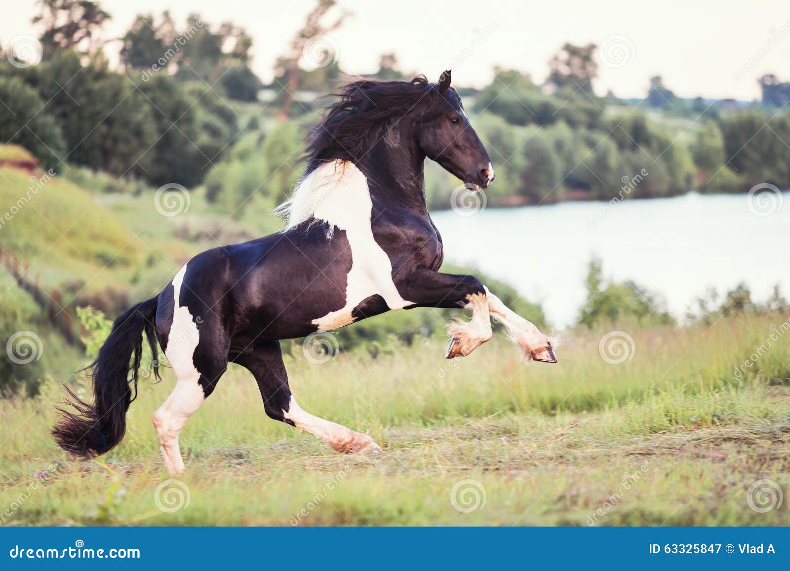Black Horse Galloping in the Field Stock Image - Image of step ...