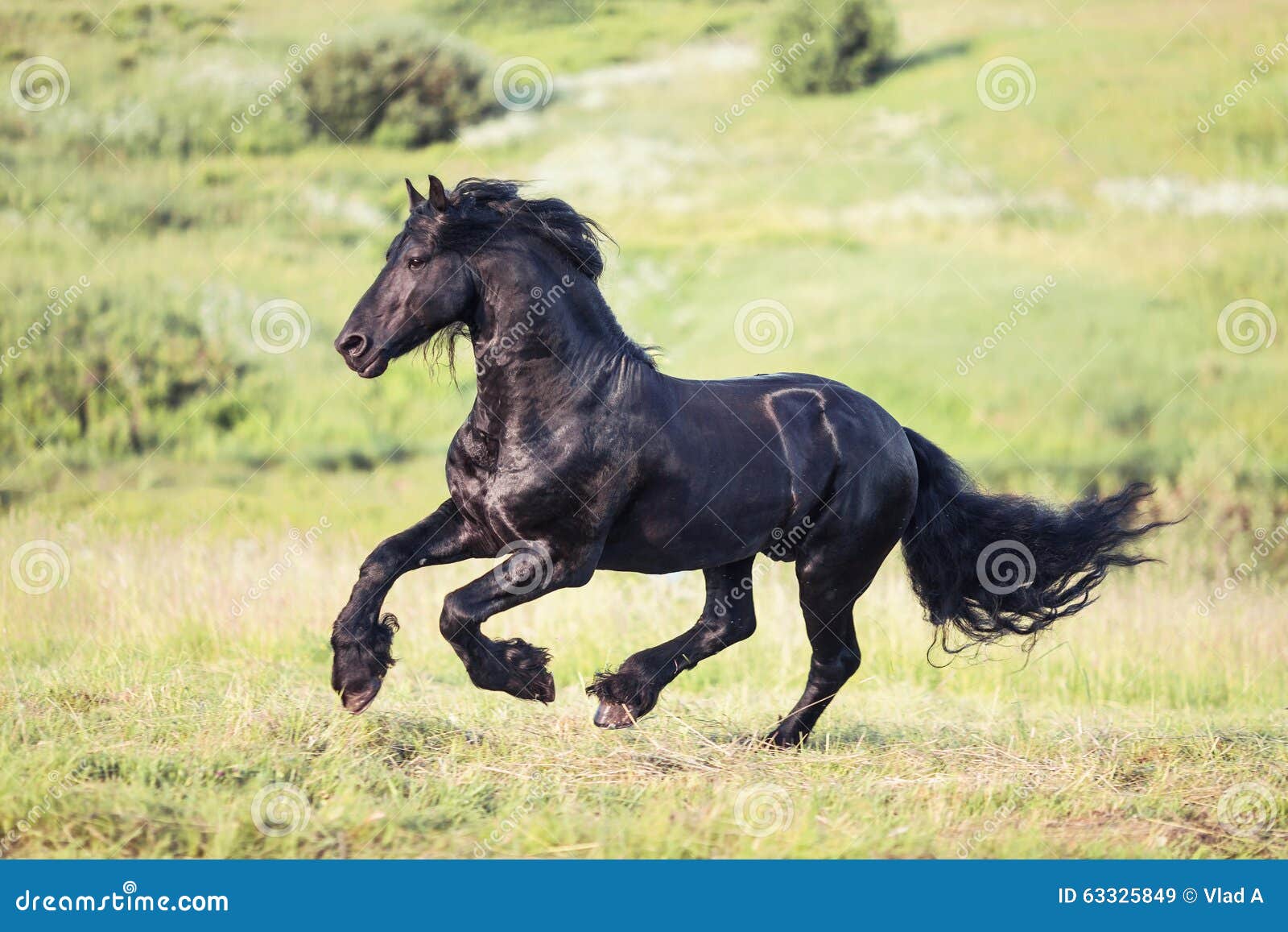 Black Horse Galloping in the Field Stock Image - Image of nature ...