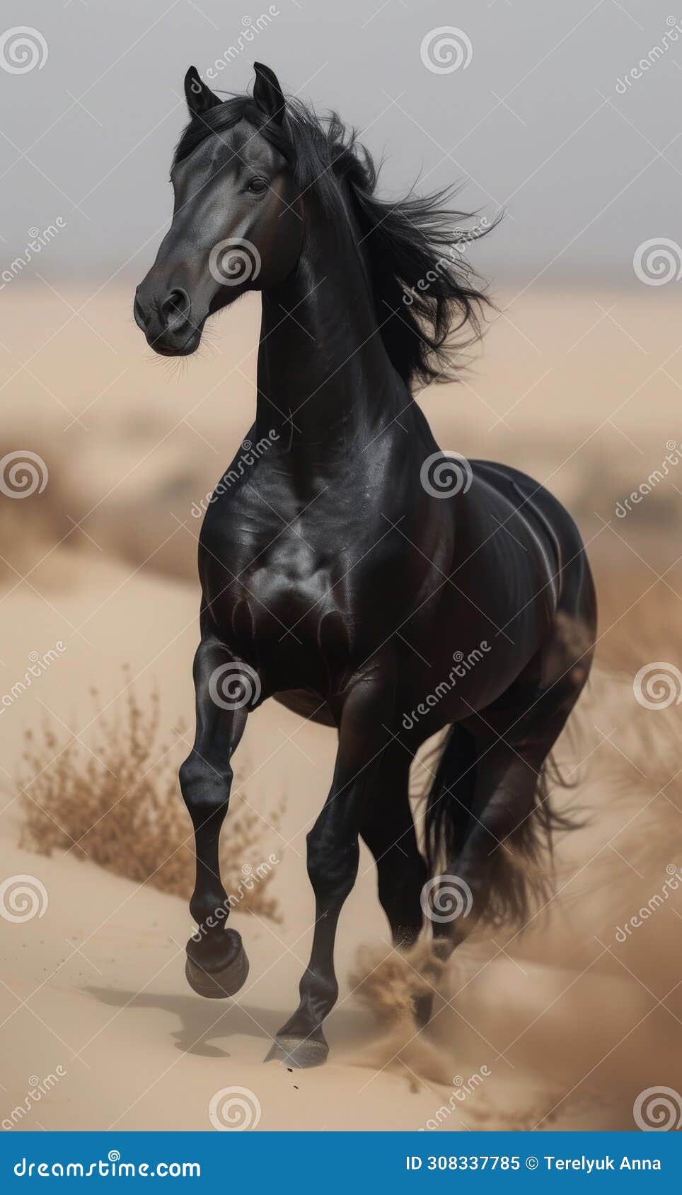 Black Horse Galloping on Sand in the Desert Stock Image - Image of play ...