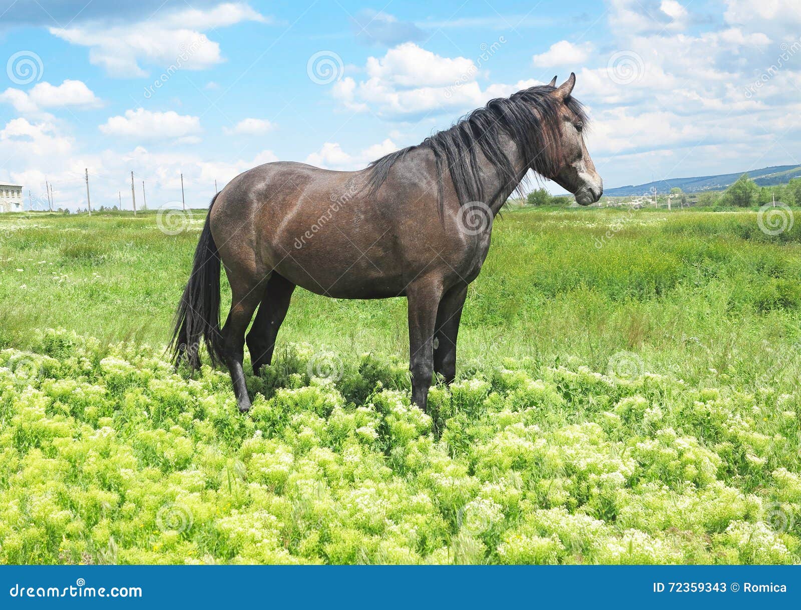 Black Horse on a Green Meadow in Spring Day Stock Image - Image of ...