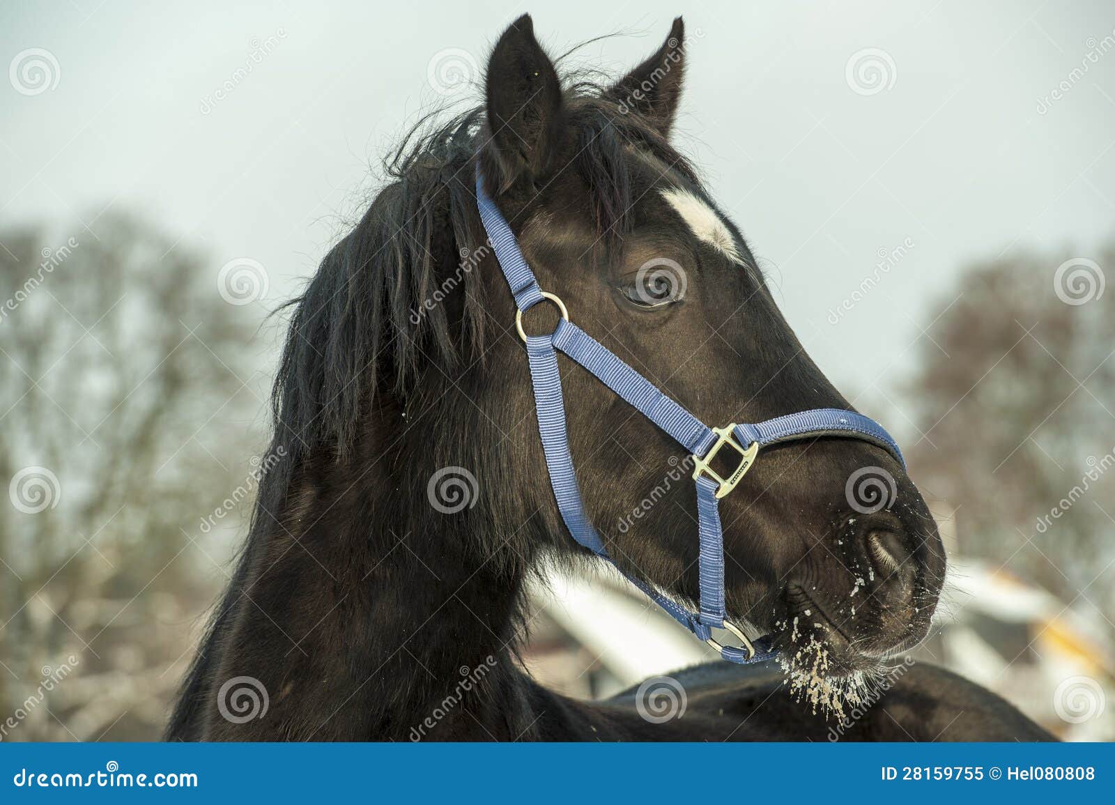 Black Horse Head stock image. Image of horse, equine - 28159755