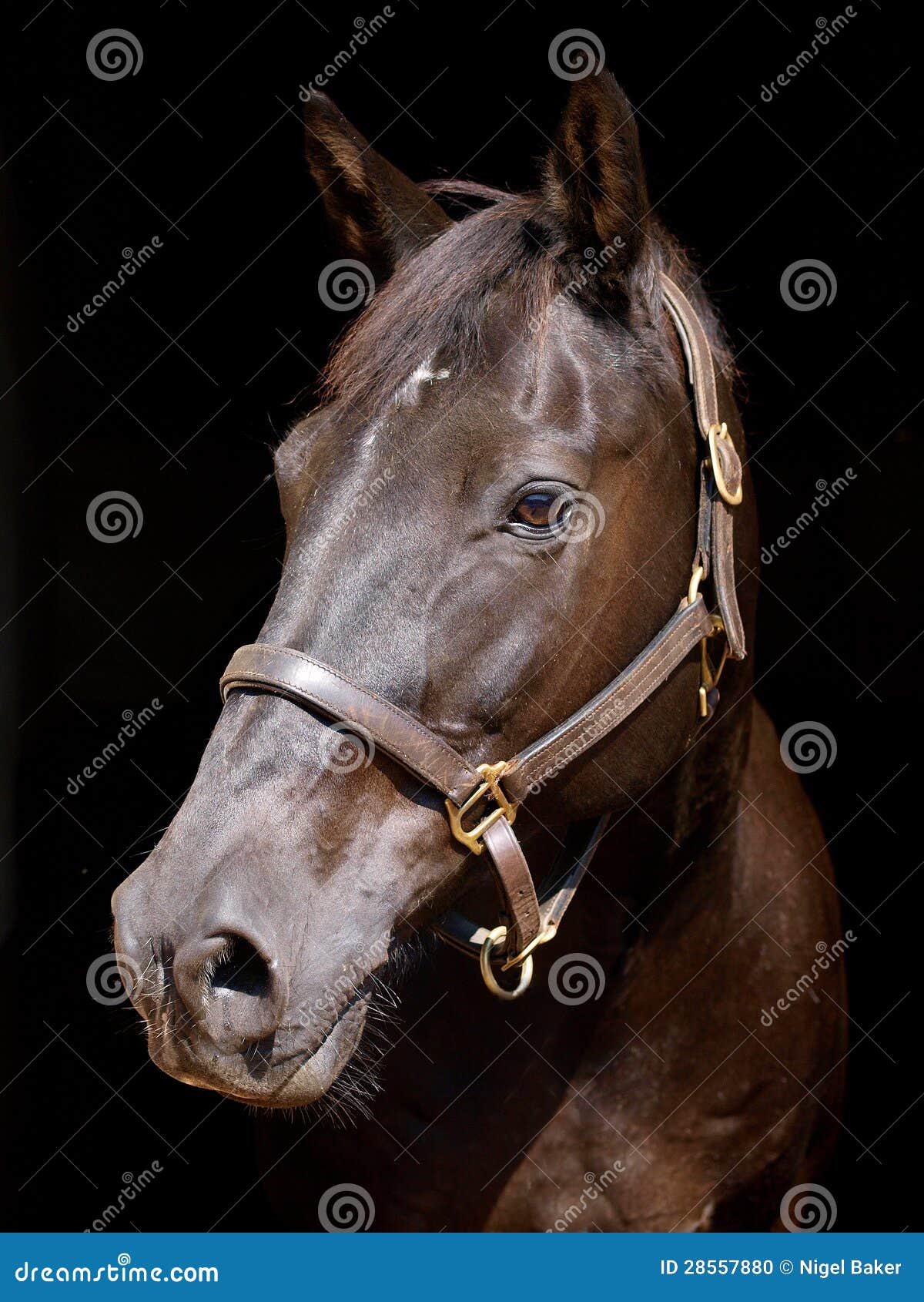 Black Horse Head stock photo. Image of shot, collar, head - 28557880