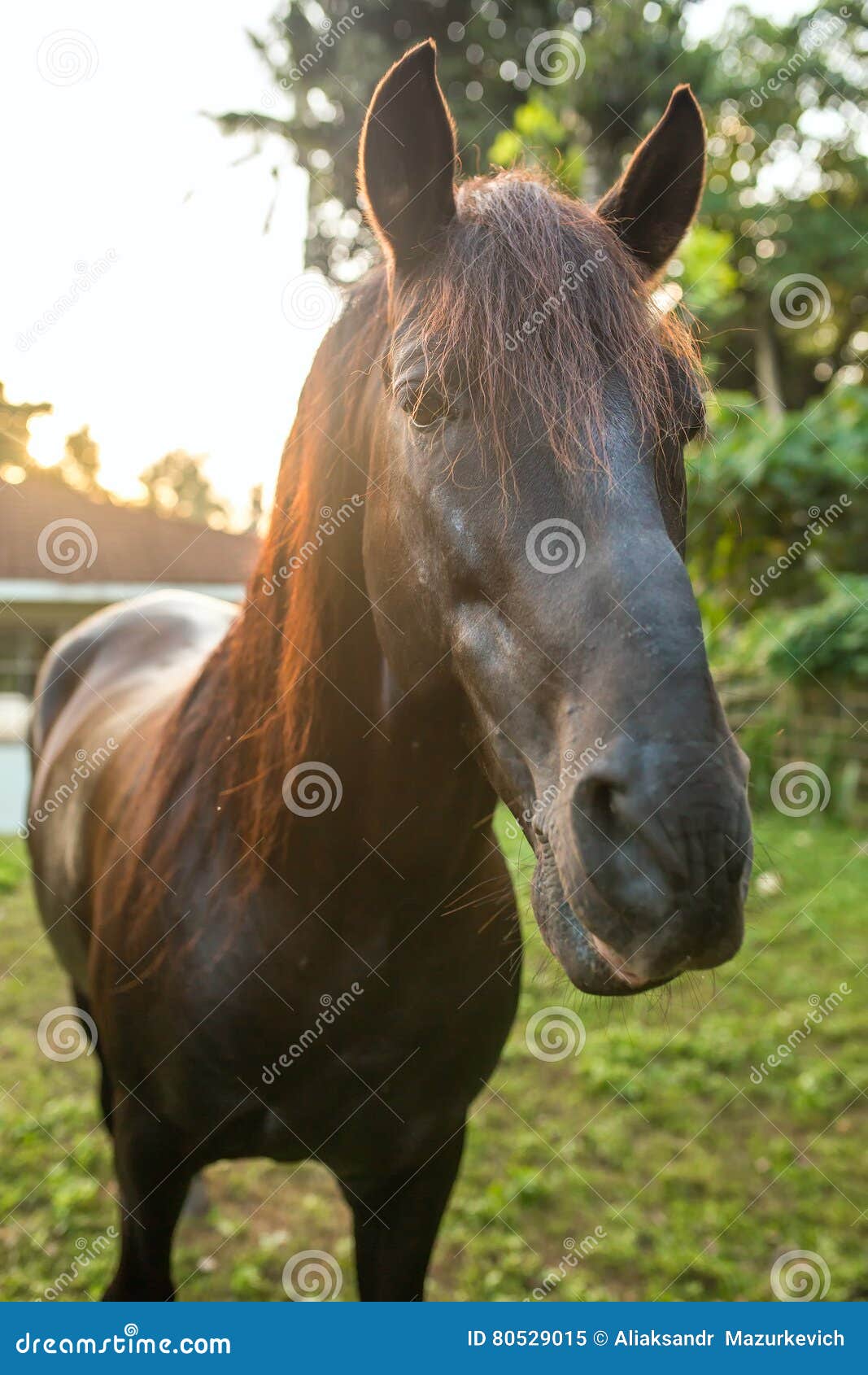 Black Horse Head Close-up On Nature Background With A Backlight ...