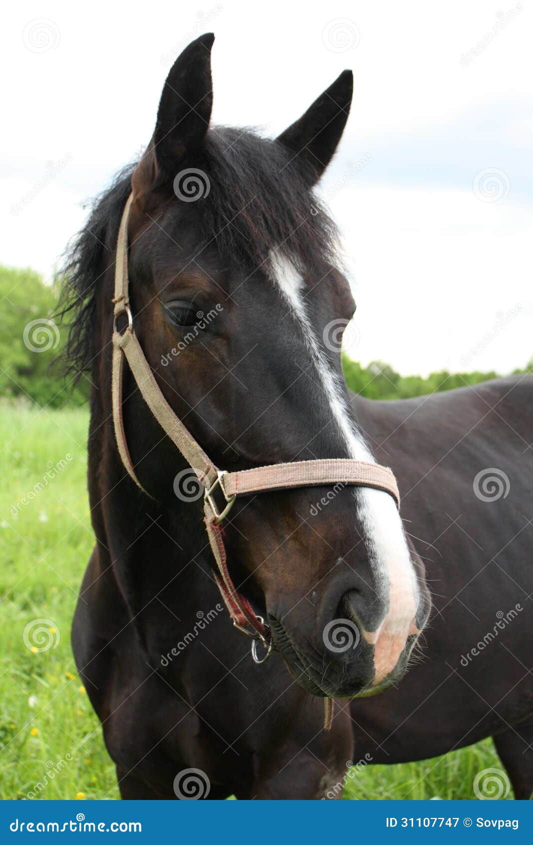 Black horse stock image. Image of beauty, domestic, pasture - 31107747