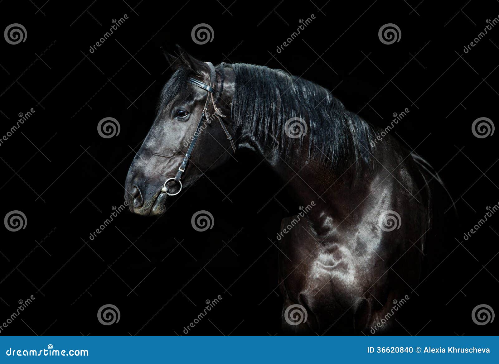 Black Horse Head Isolated on Black Stock Photo - Image of isolated ...