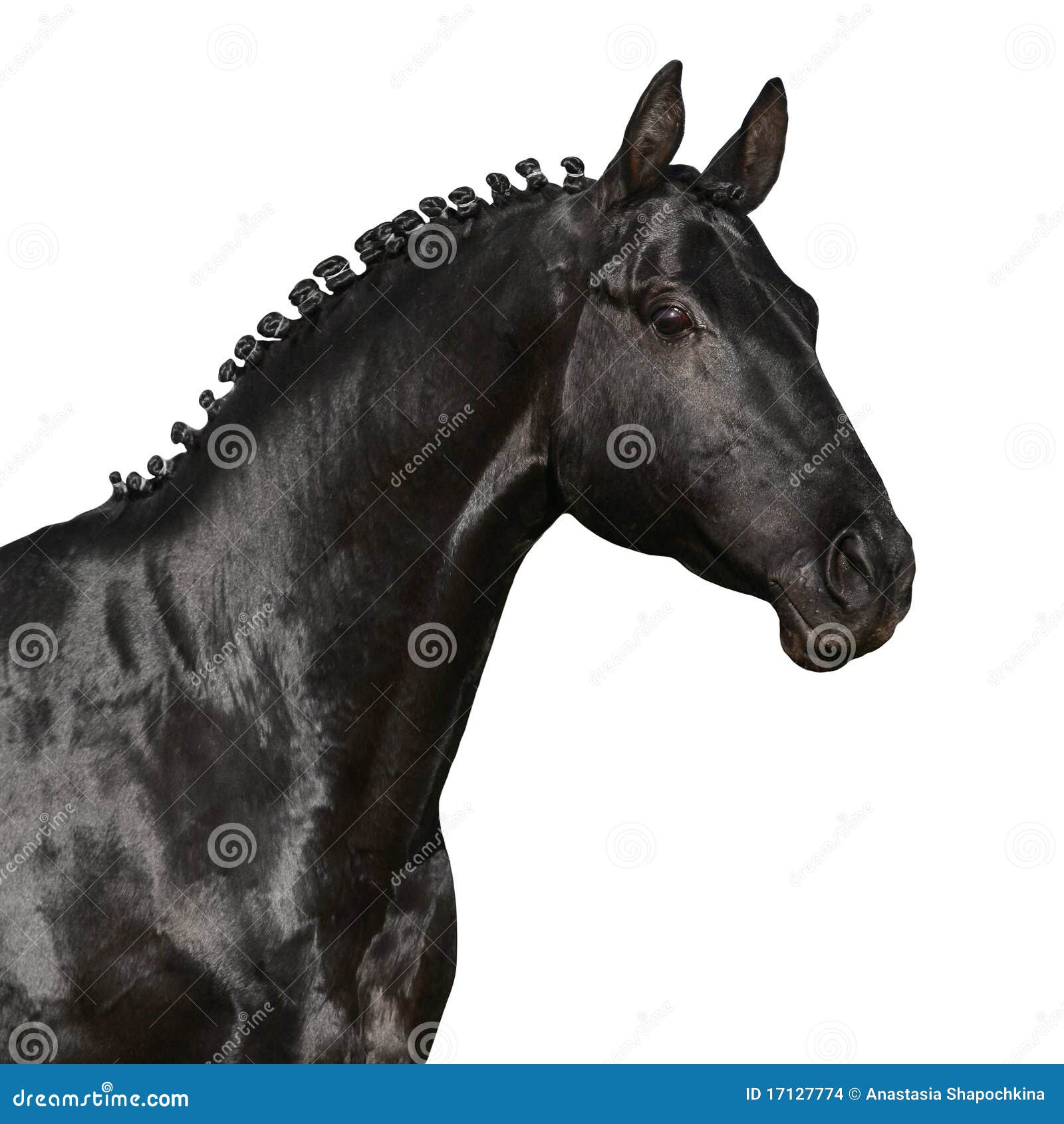 Black Horse Head Isolated On White Stock Images - Image: 17127774