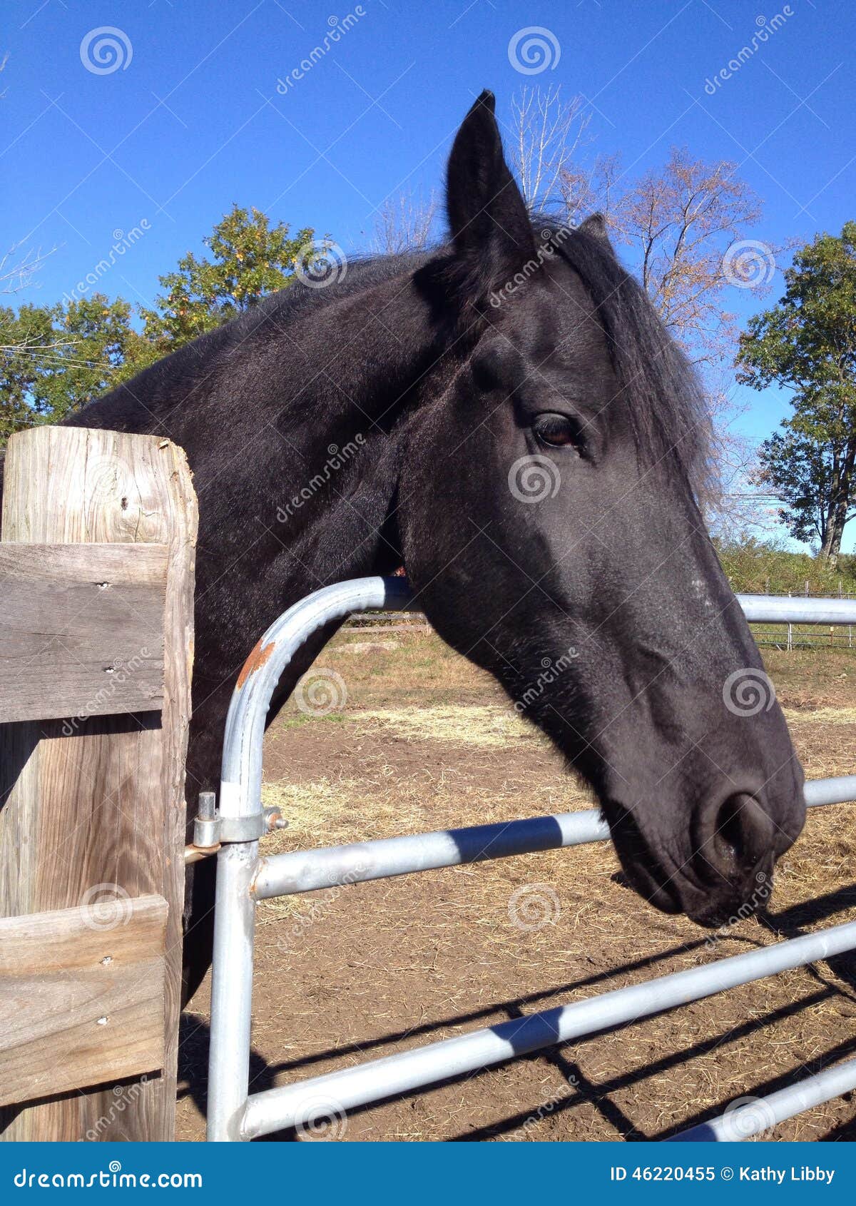 Black horse head stock image. Image of mane, head, black - 46220455