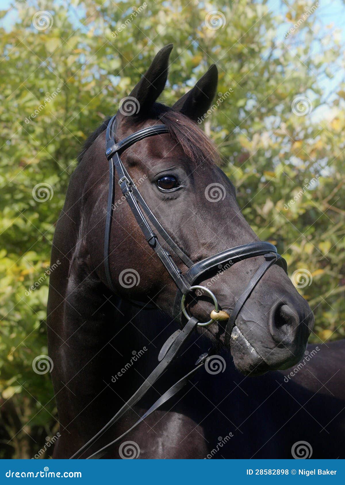 Black Horse Head Shot stock photo. Image of eyes, close - 28582898