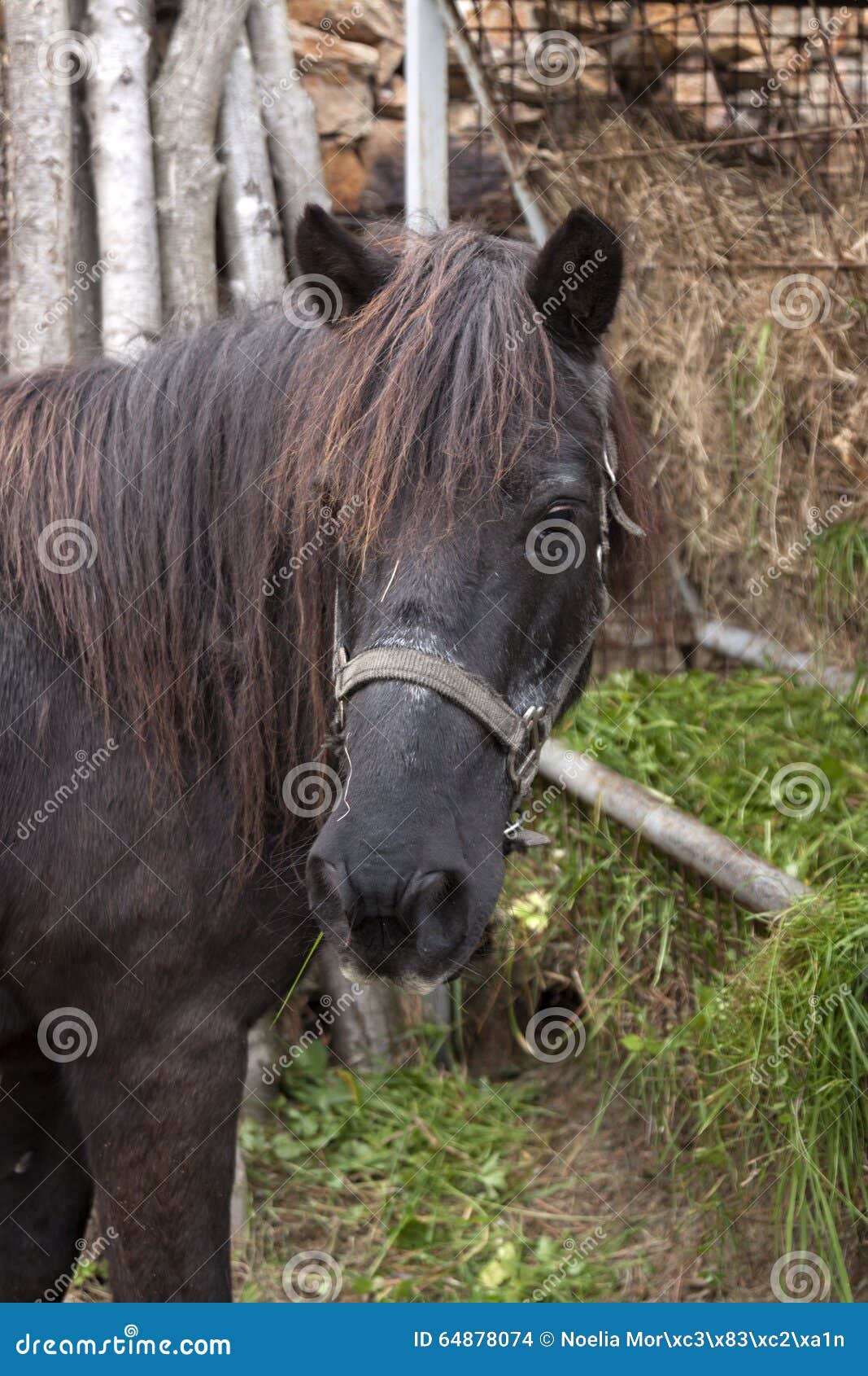 Black horse head stock photo. Image of mammal, nature - 64878074