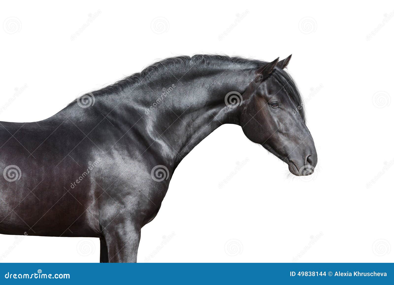 Black Horse Head On White Background Stock Photo - Image: 49838144