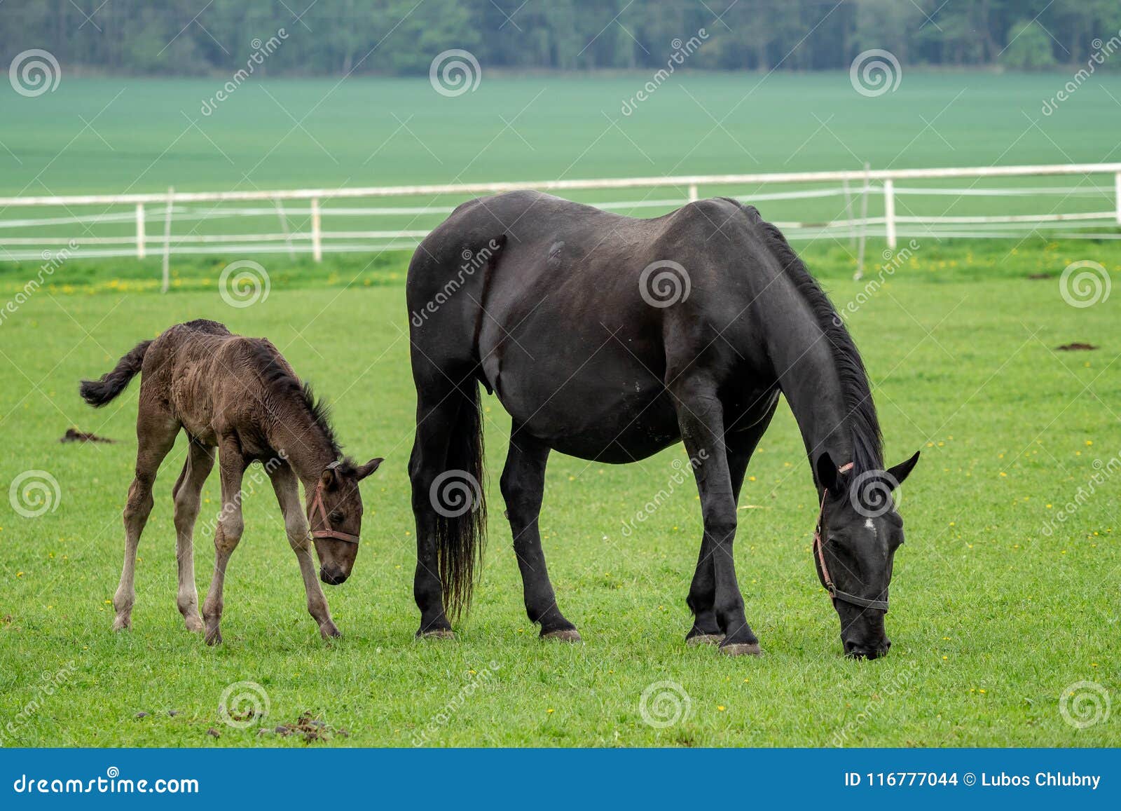 Black Horse, Mare with Foal Stock Photo - Image of dark, animal: 116777044