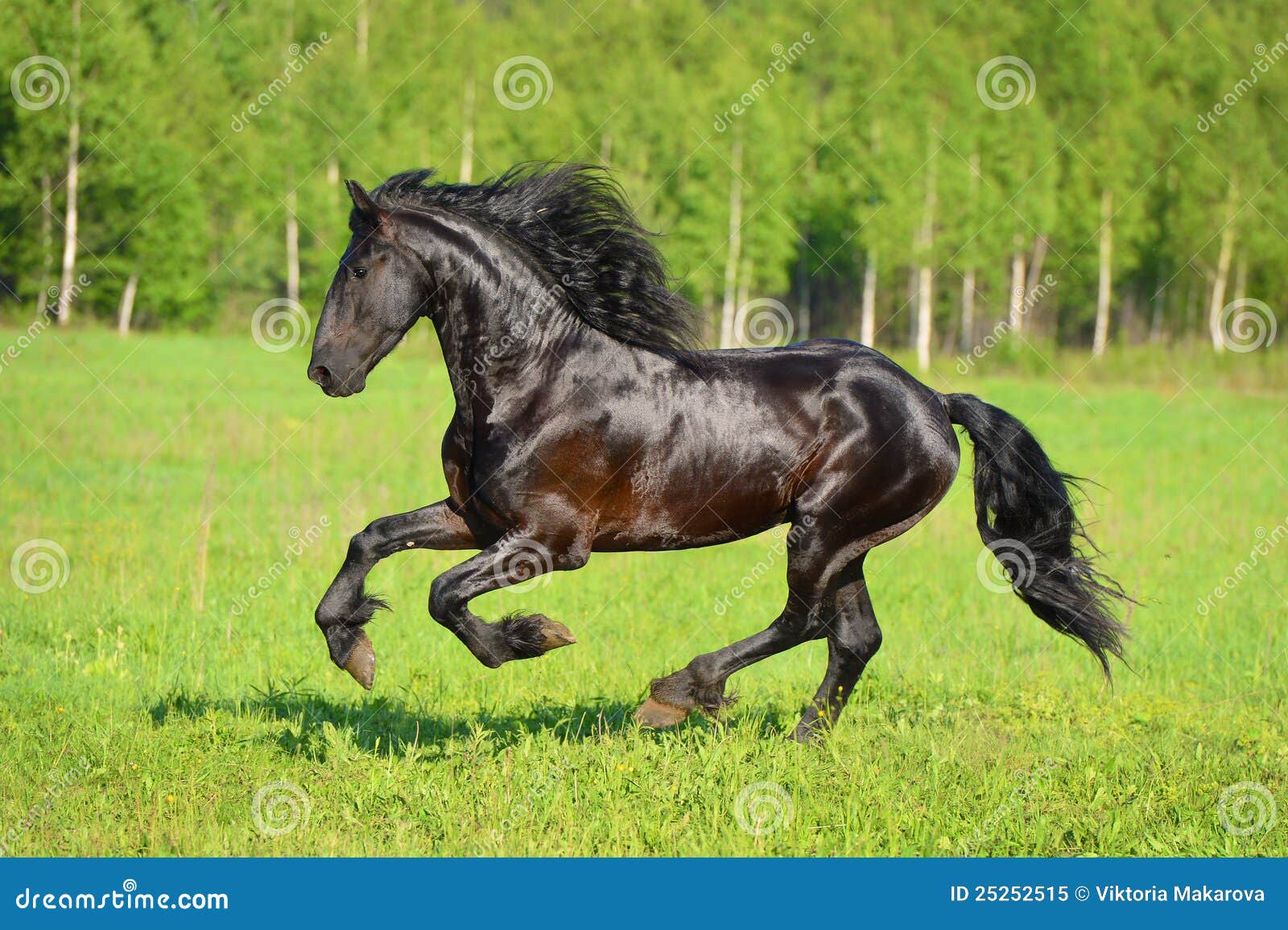 Black Horse Runs Gallop on the Meadow Stock Image - Image of stallion ...