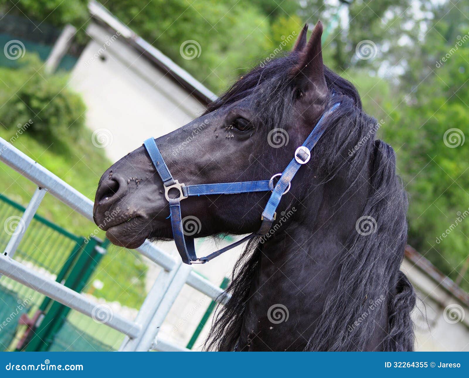 Black horse stock image. Image of black, tack, side, mammal - 32264355