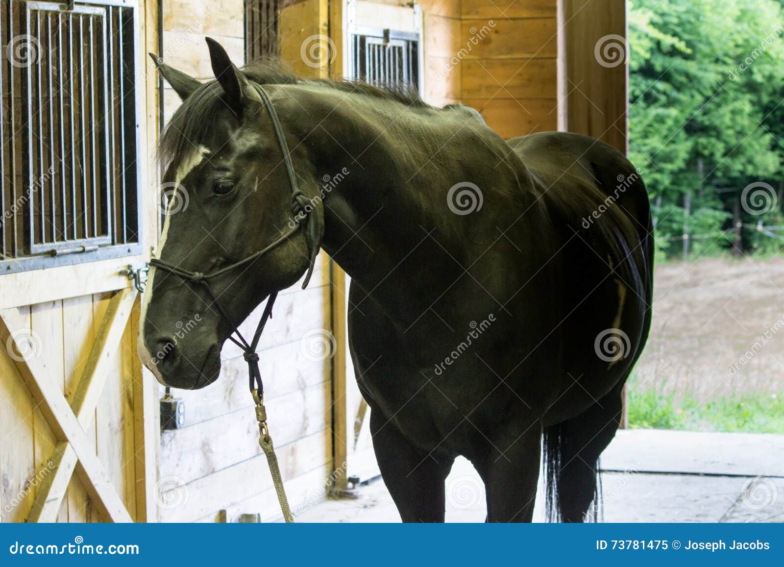 Black Horse in Stable stock image. Image of striking - 73781475