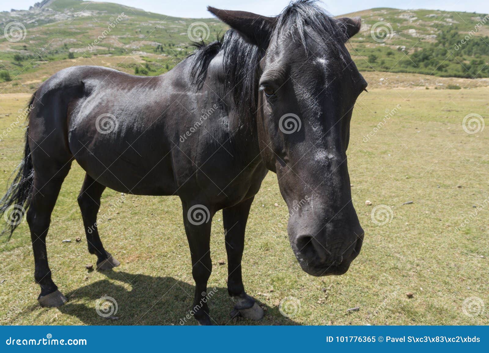 Black Horse Standing on the Pasture Stock Image - Image of freedom ...