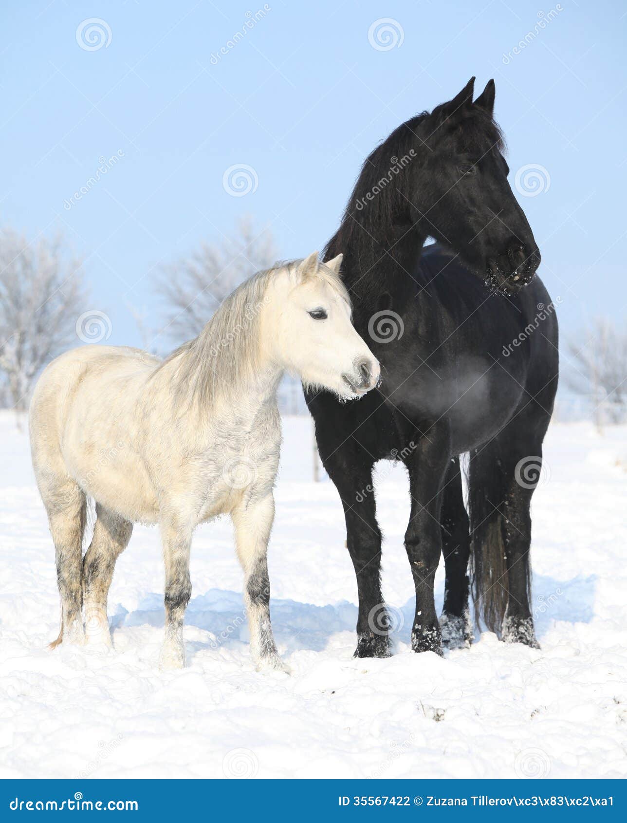 Black Horse and White Pony Together Stock Photo - Image of thoroughbred ...