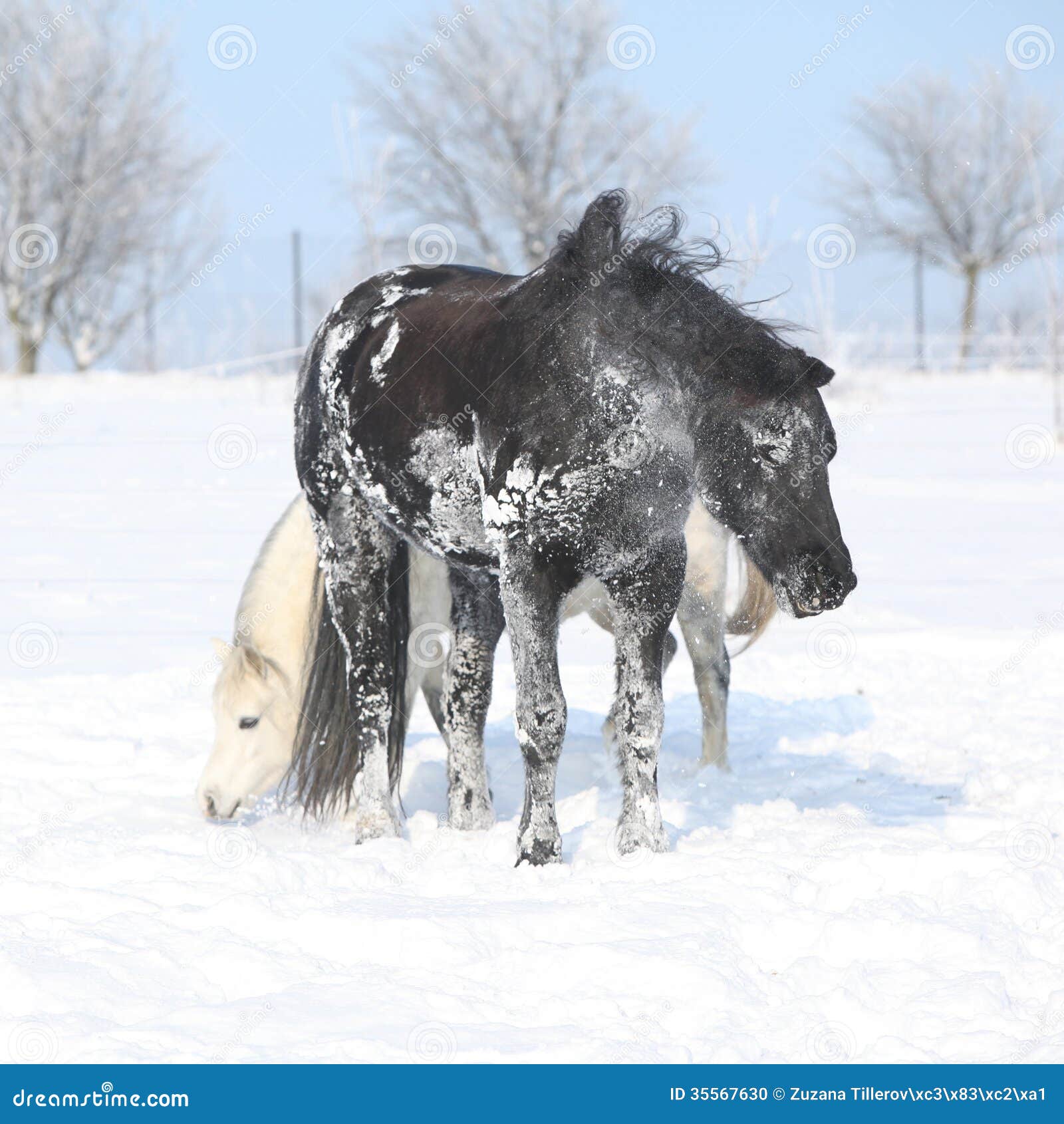 Black Horse and White Pony Together Stock Photo - Image of mammal ...