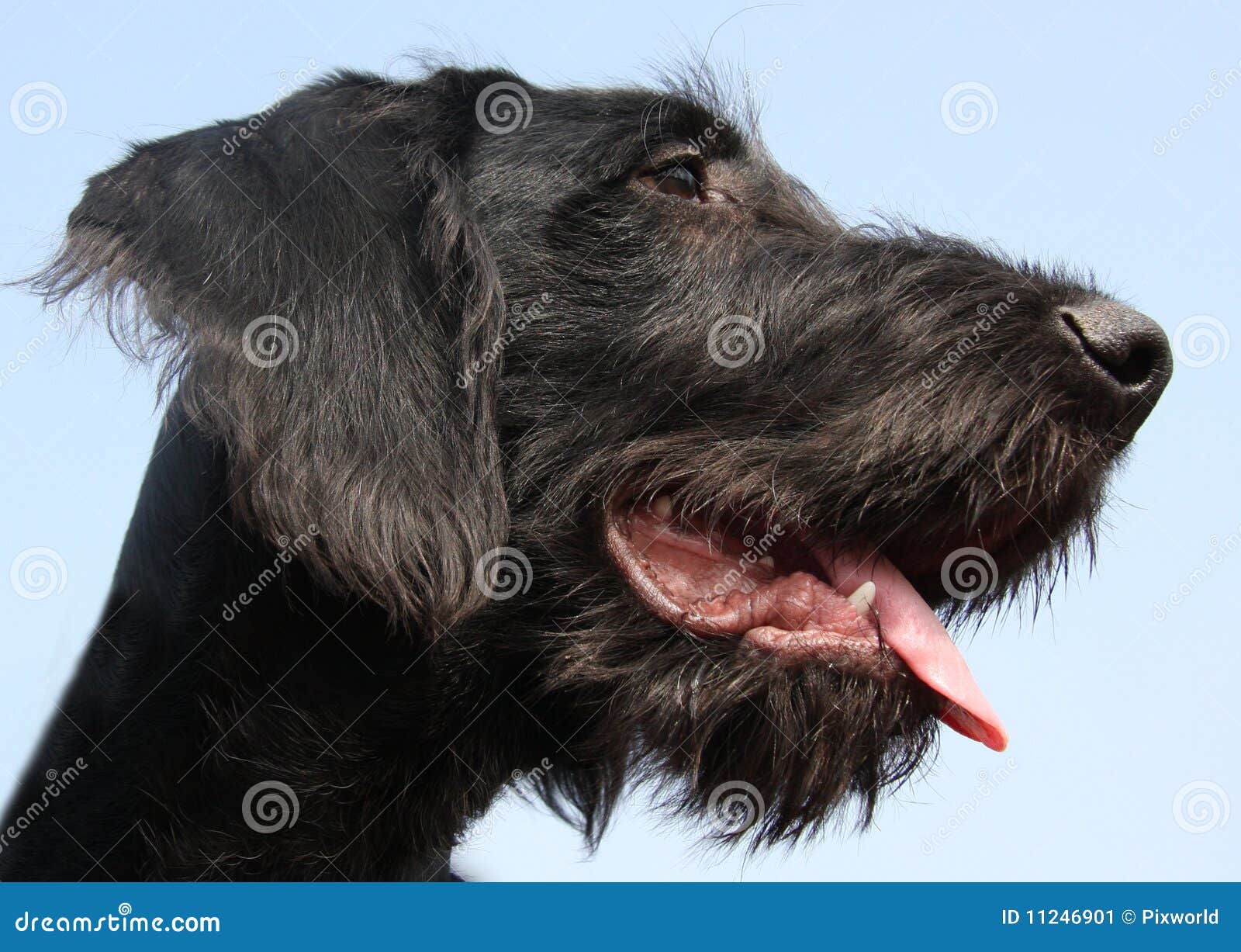 Black hound stock image. Image of hunt, snuffle, hound - 11246901