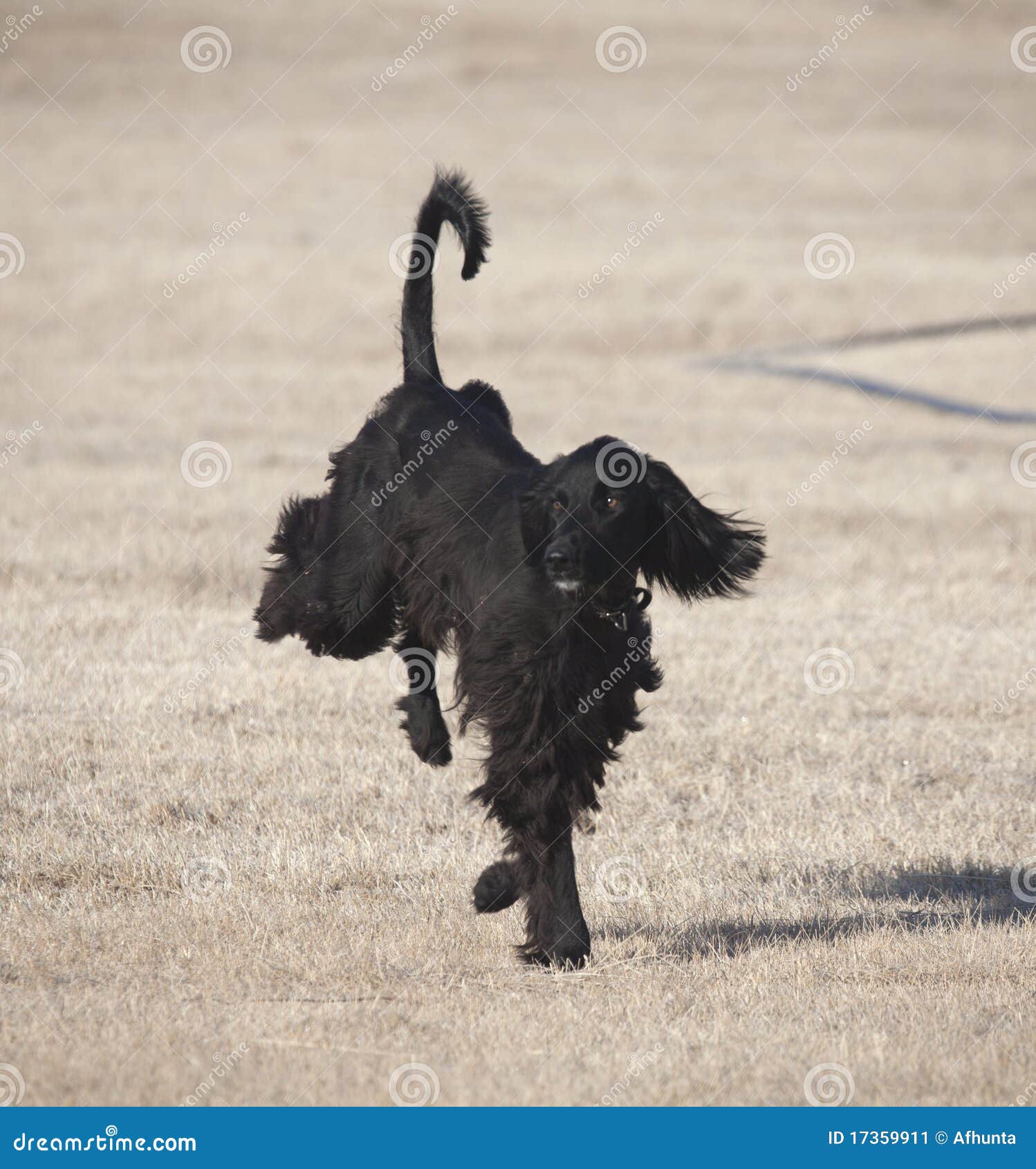 Black hound stock image. Image of black, pooch, purebred - 17359911