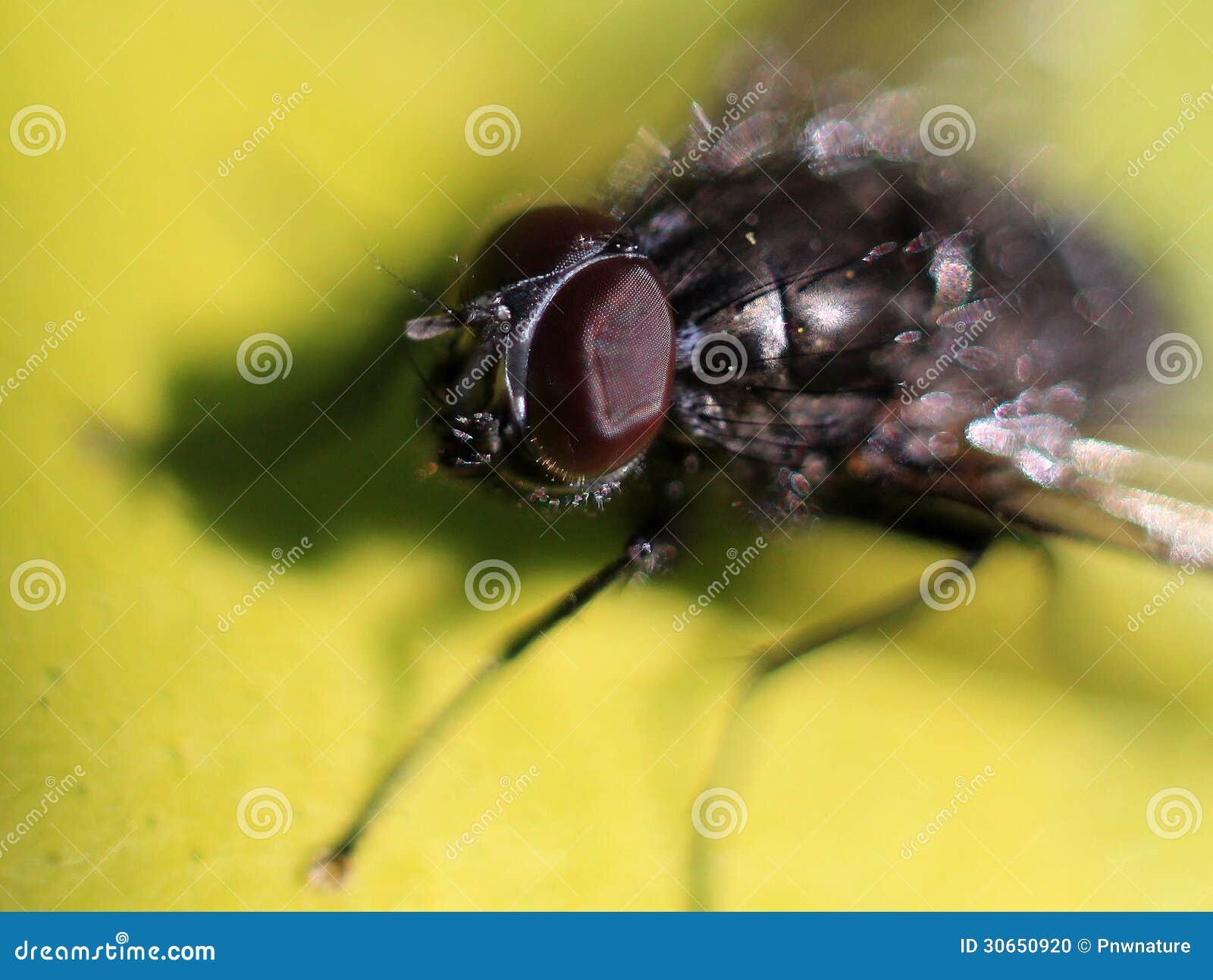 Black House Fly on a Yellow Leaf Stock Photo - Image of house, nature ...