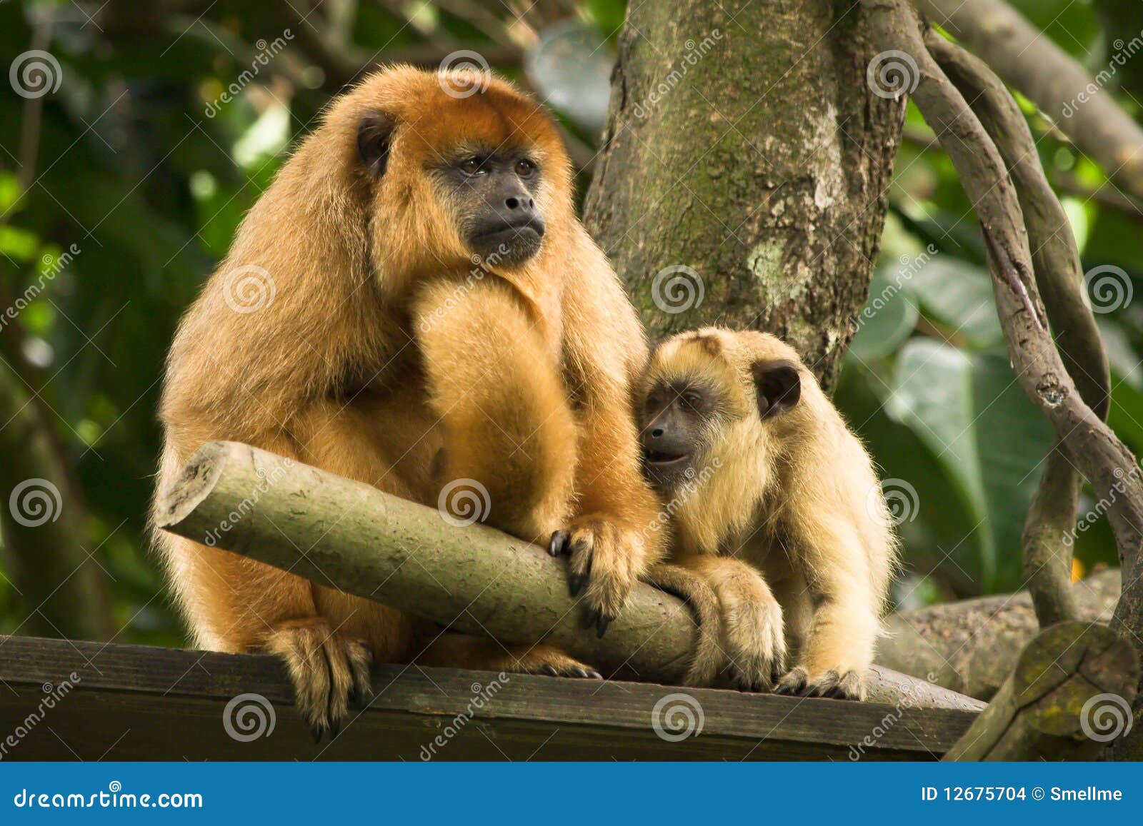 Black howler monkey stock photo. Image of monkey, baby - 12675704