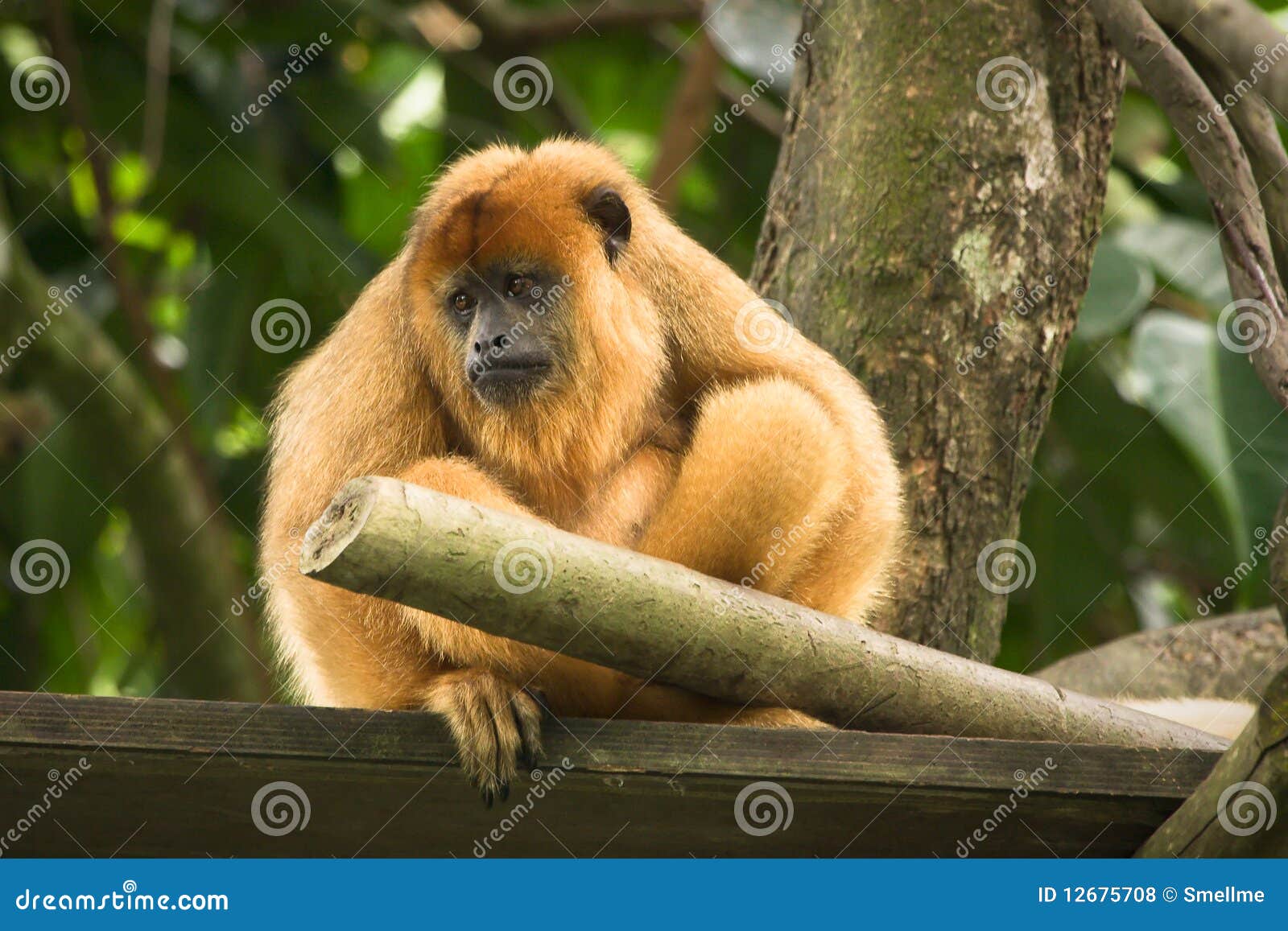 Black howler monkey stock photo. Image of forest, mouth - 12675708