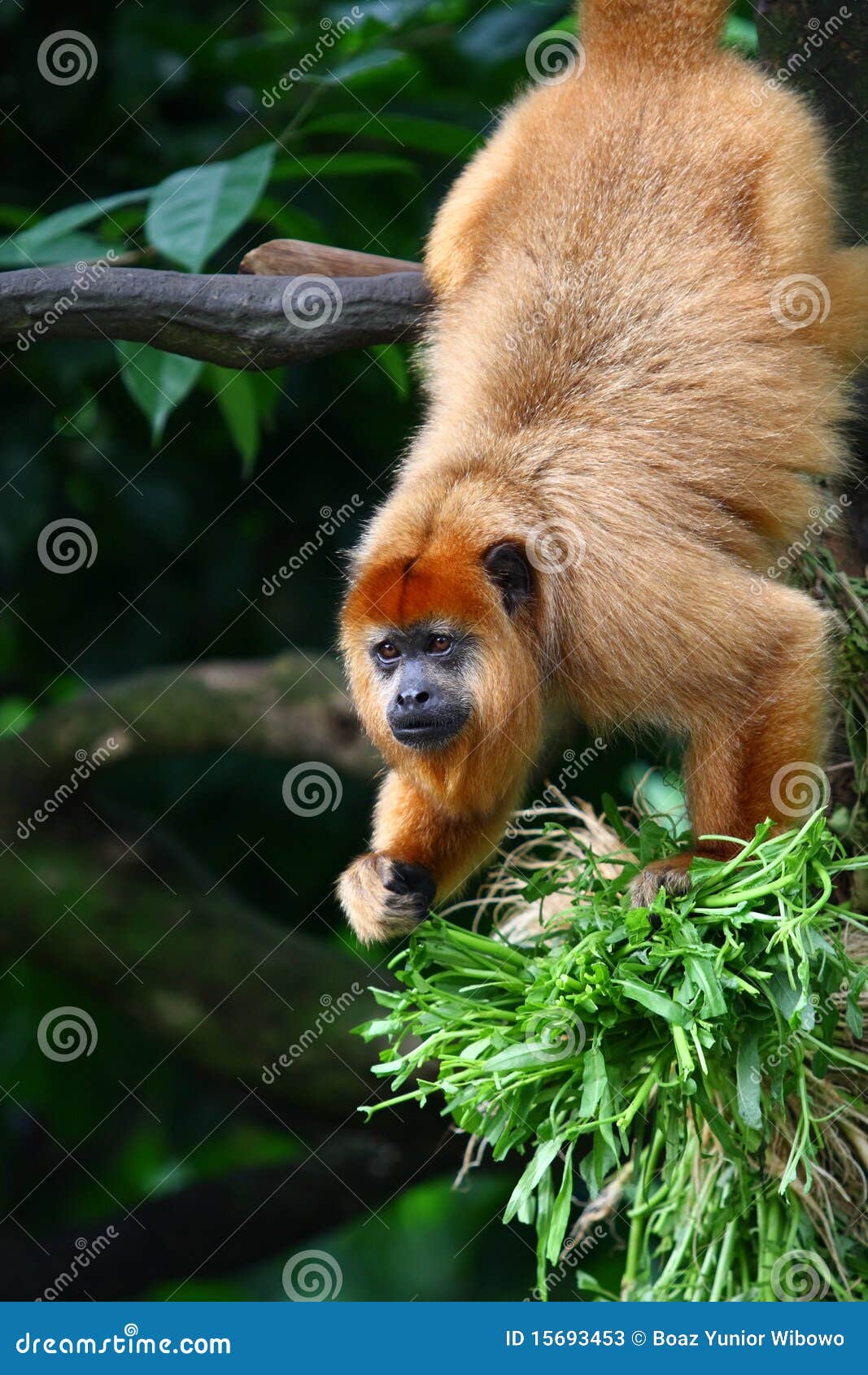 Howler Monkey With Baby Stock Photography | CartoonDealer.com #61242302