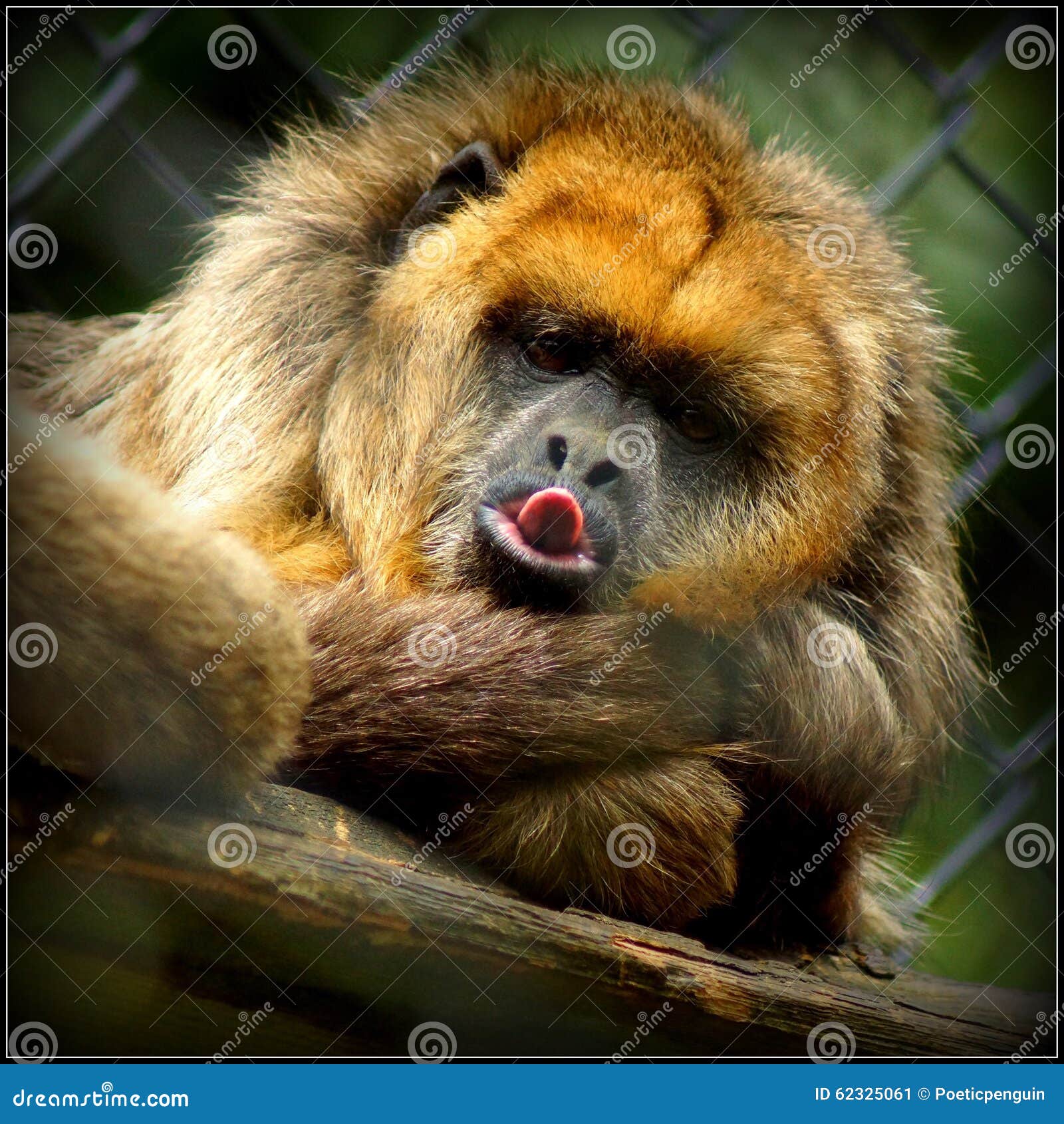 Black Howler Monkey - Alouatta Caraya Stock Image - Image of chordate ...