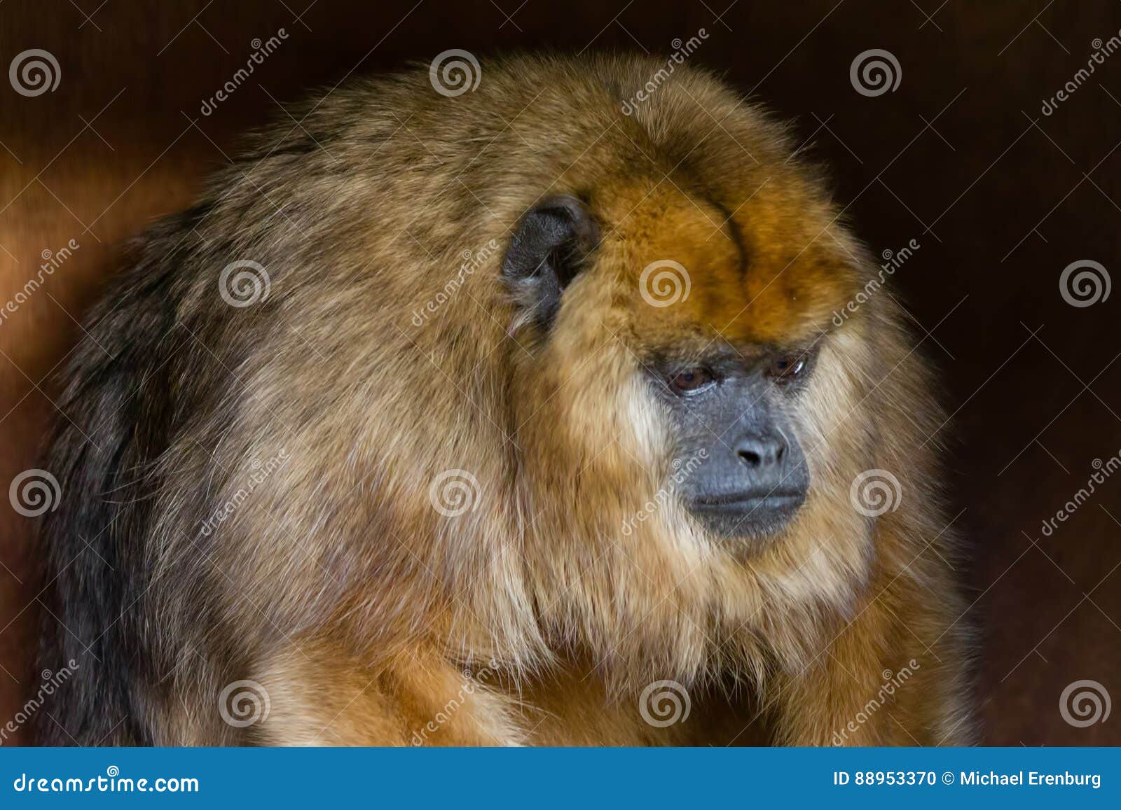 Black Howler Monkey Alouatta Caraya Stock Photo - Image of mammals ...