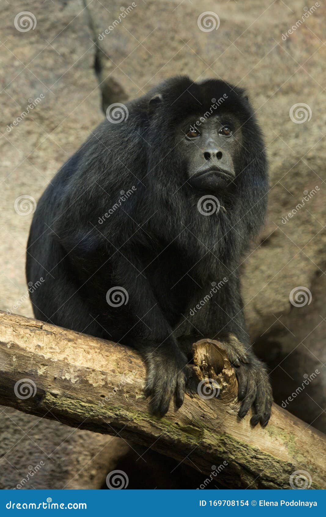 The Black-howler Monkey Alouatta Caraya. Stock Photo - Image of primate ...