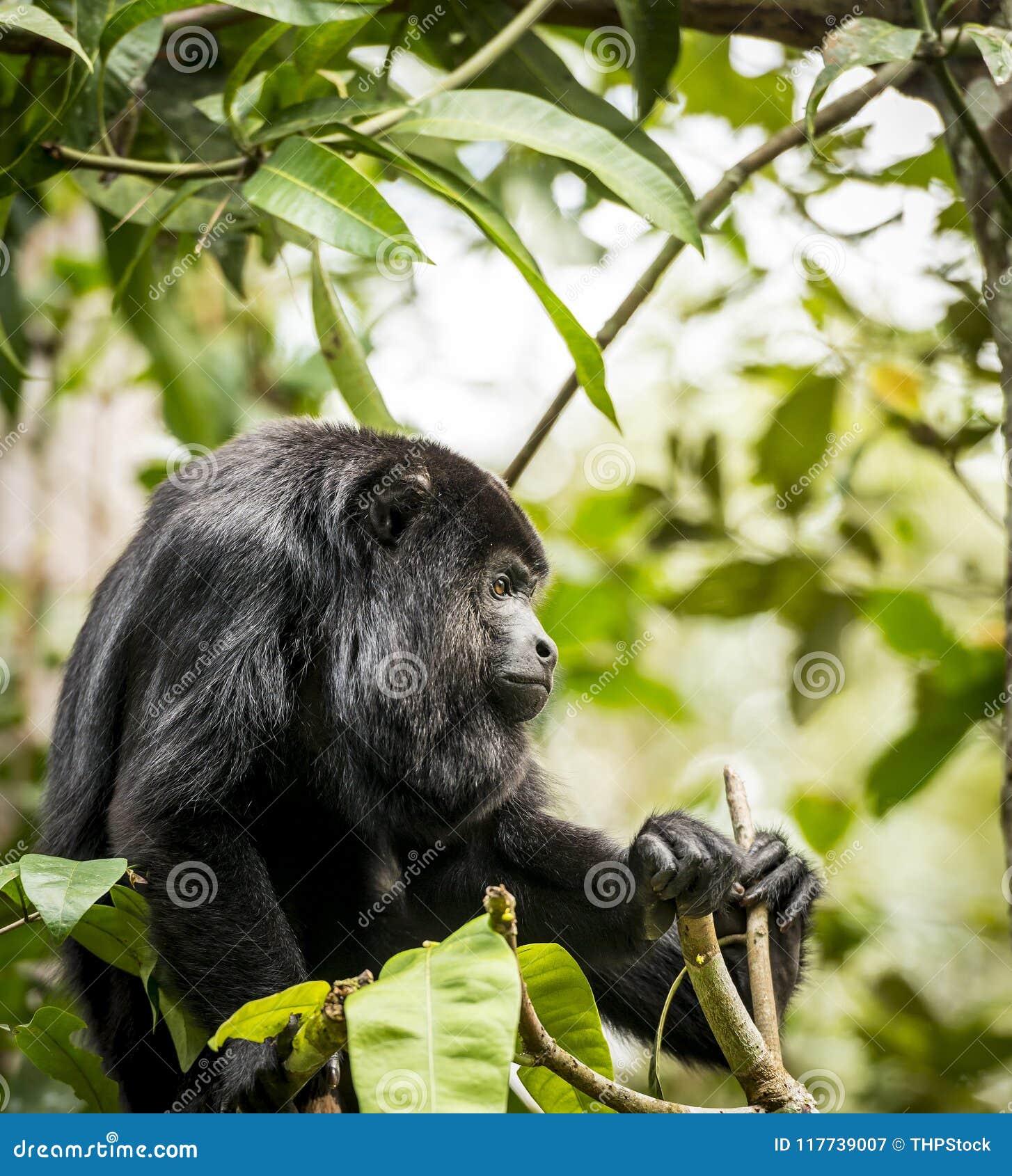 Black Howler Monkey stock image. Image of face, monkey - 117739007