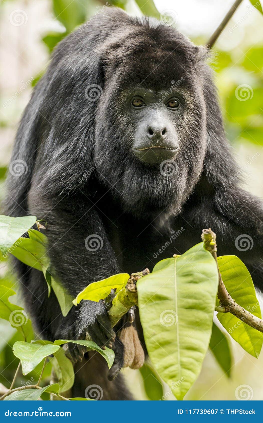 Black Howler Monkey stock image. Image of primate, tourism - 117739607