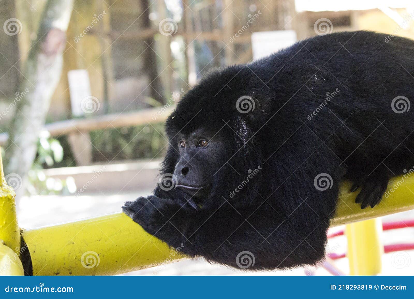 Bugio Preto Stock Photos - Free & Royalty-Free Stock Photos from Dreamstime