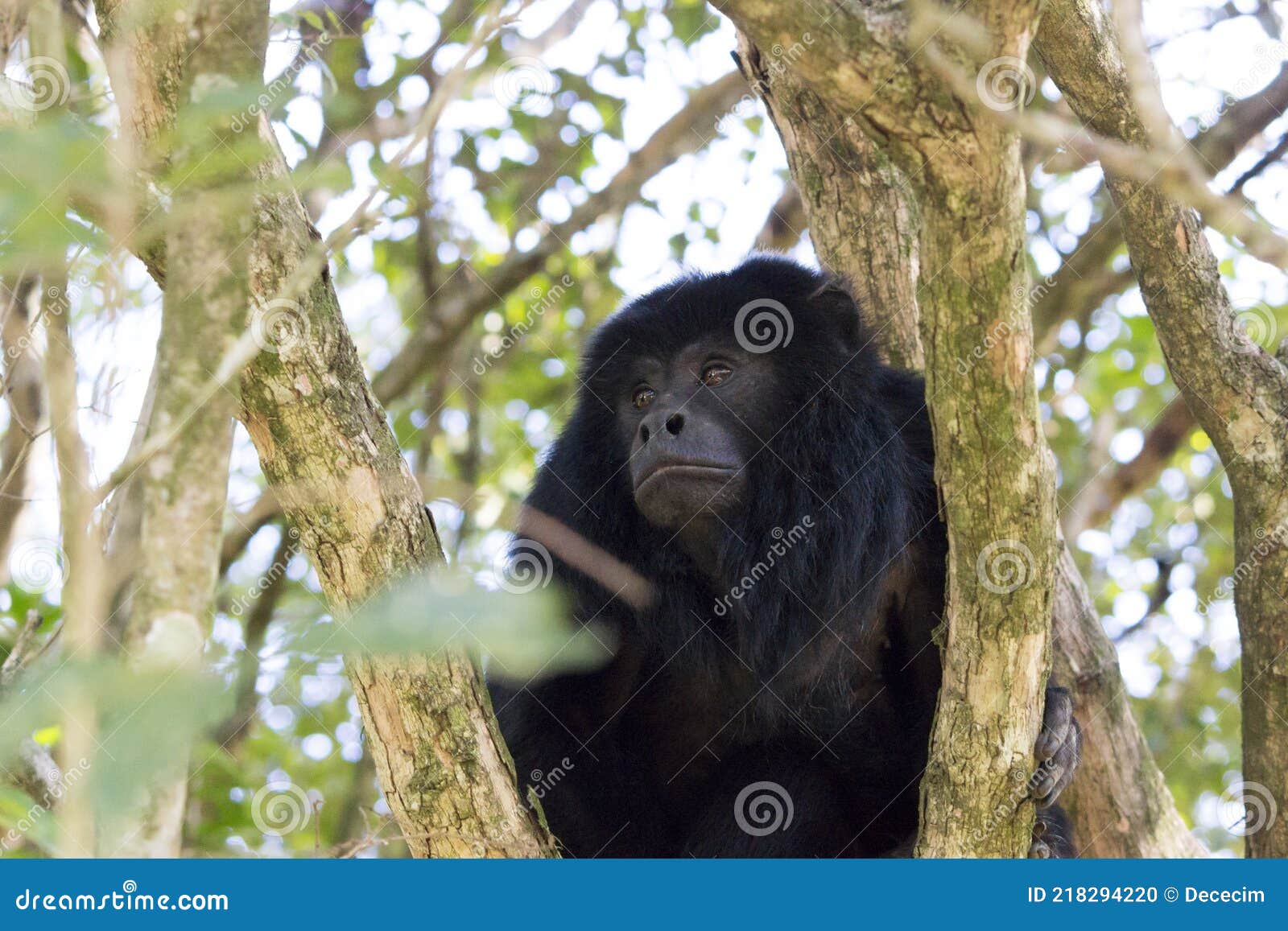 Black Howler Monkey Looking Side. Stock Photo - Image of black ...