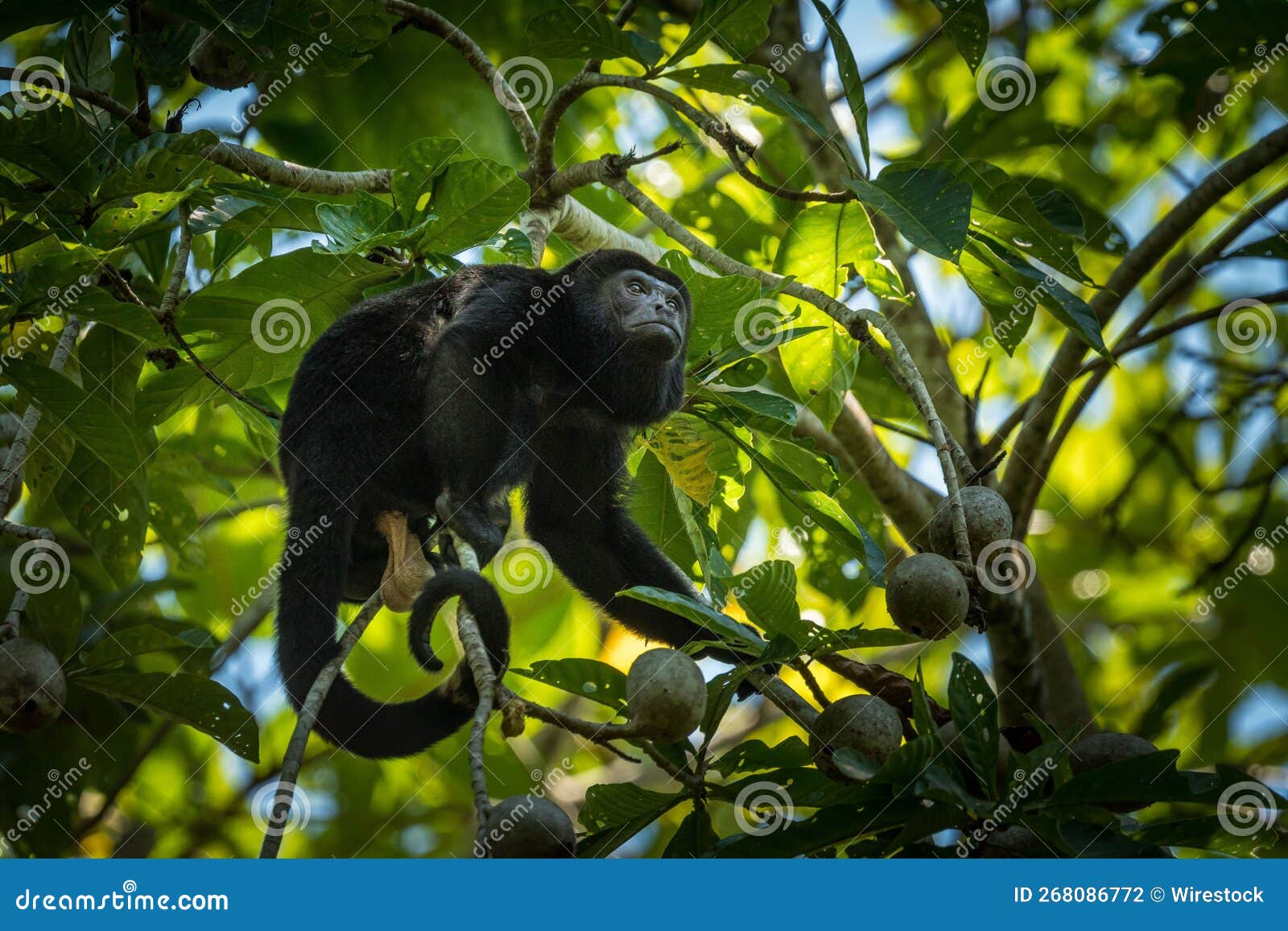 Black Howler Monkey Perching on Tree Stock Photo - Image of nature ...