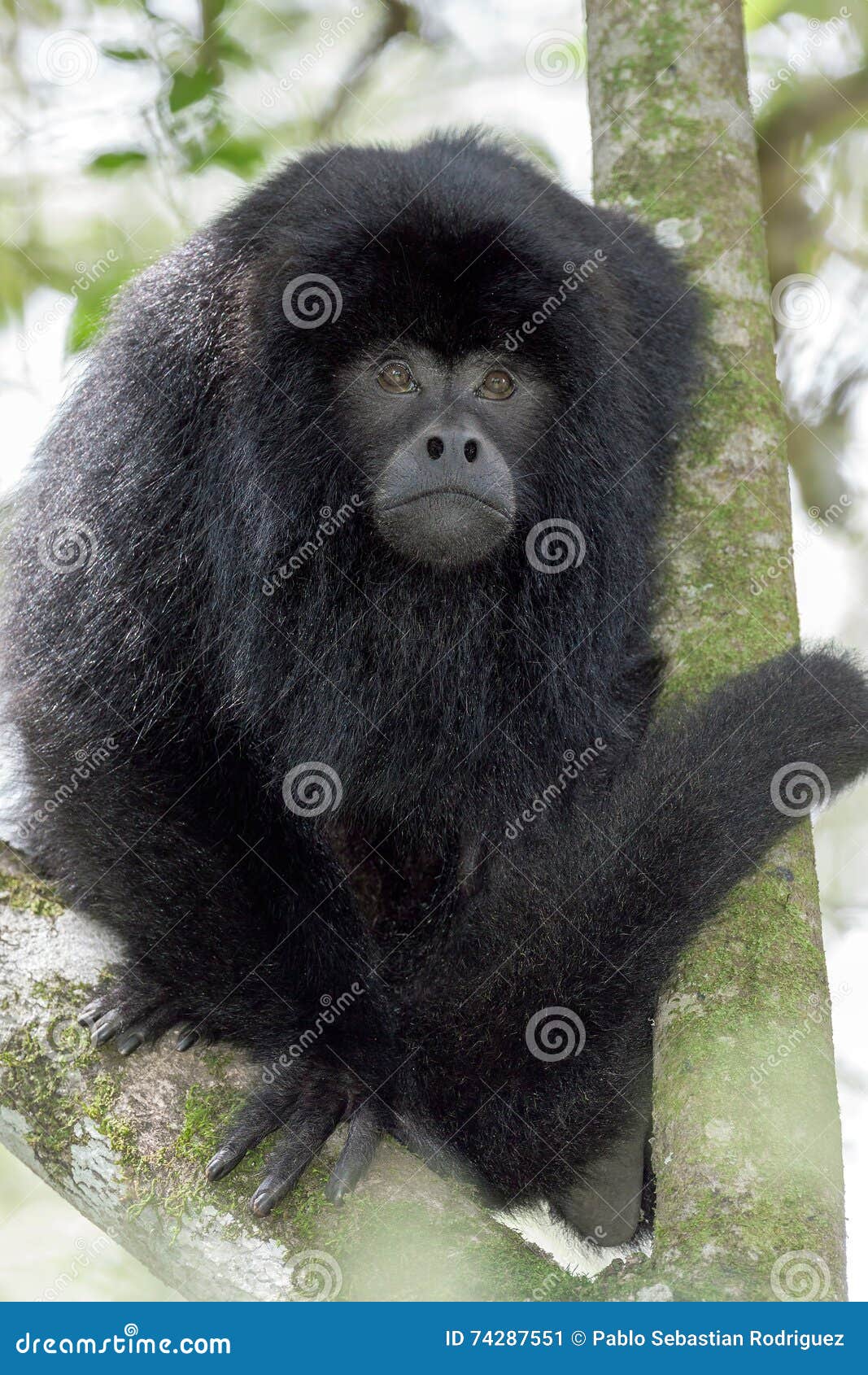 Black howler Monkey stock image. Image of black, tree - 74287551