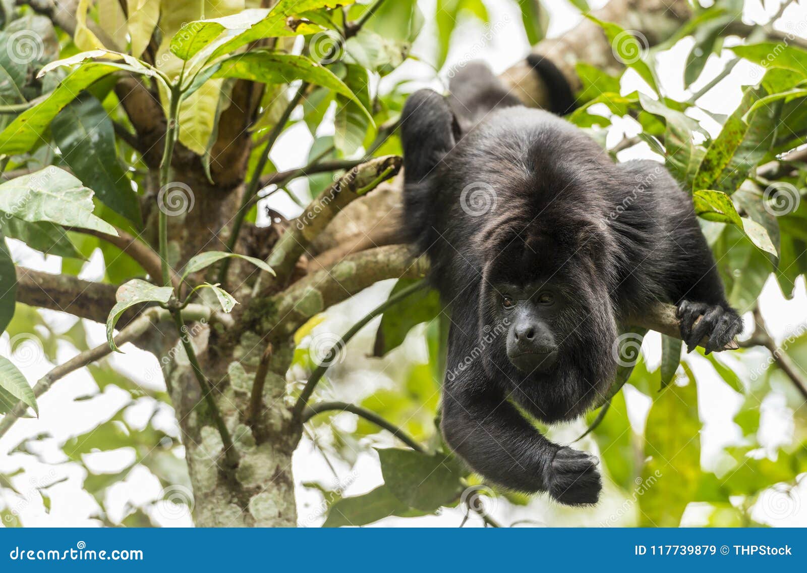 Black Howler Monkey Swinging from Trees Stock Image - Image of black ...