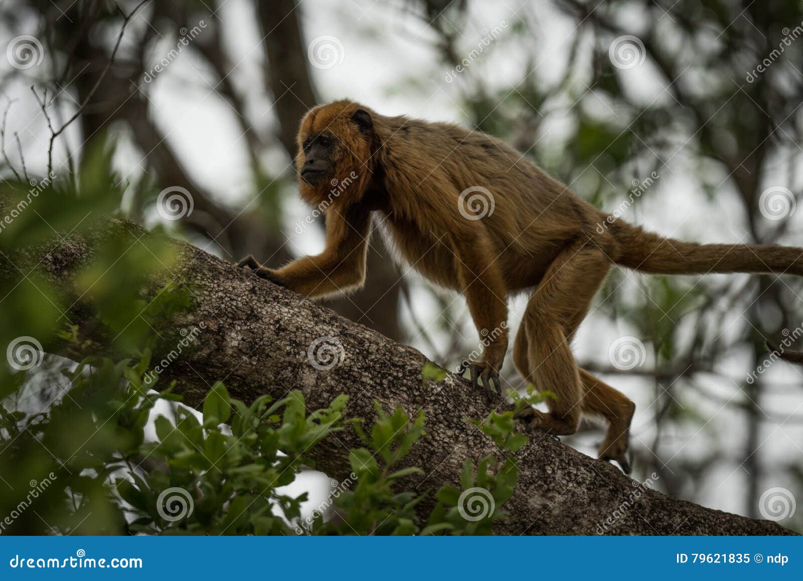 Black Howler Monkey Walking Up Tree Branch Stock Image - Image of ...