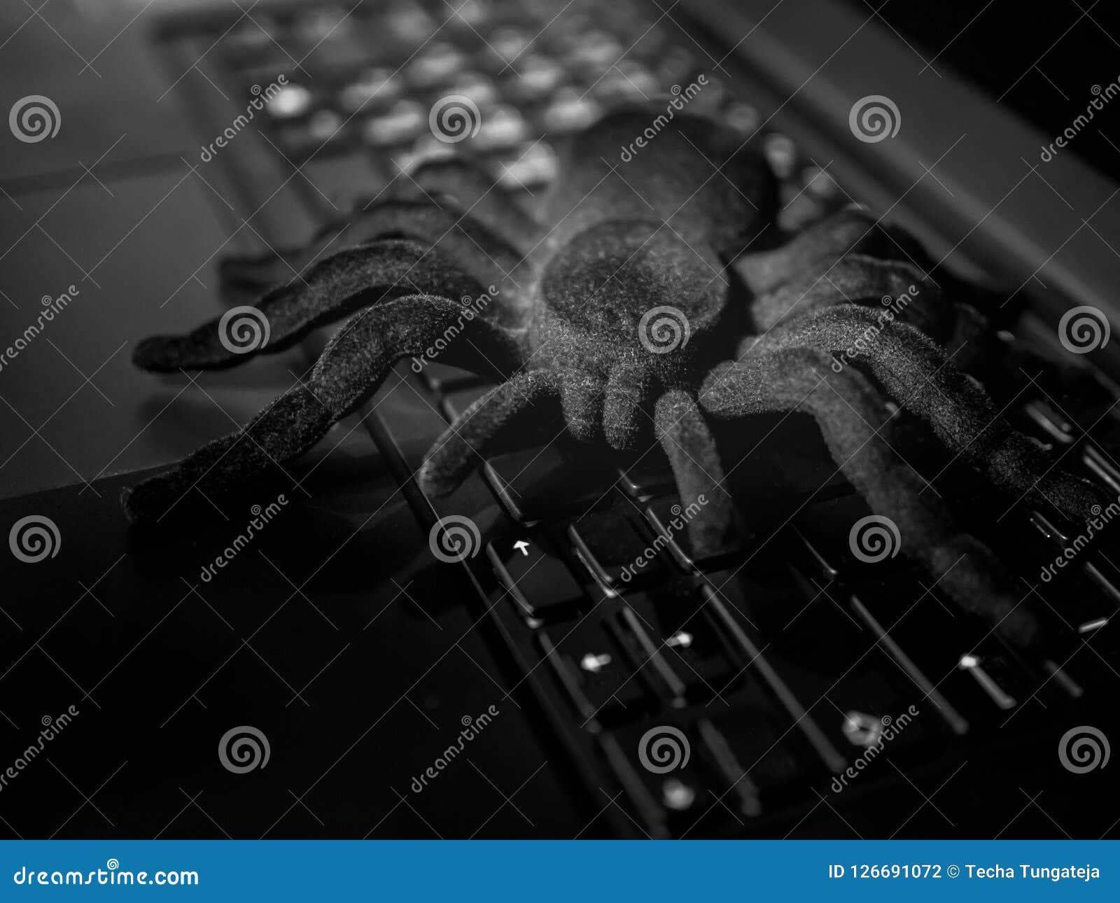 Spider on Computer Keyboard Stock Photo - Image of computer, laptop ...