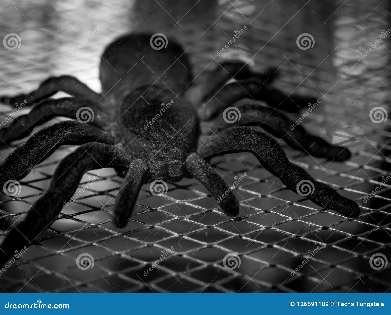 Spider on web stock image. Image of concept, mesh, hacker - 126691109