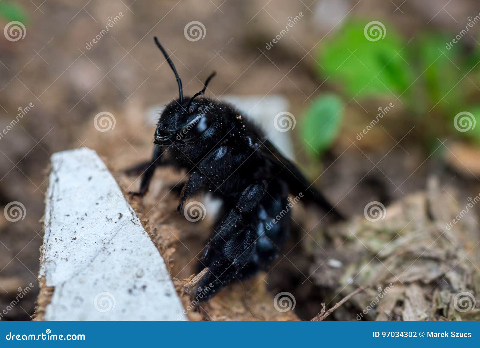 Black Huge Violet Carpenter Bee Stock Photo - Image of european, purple ...