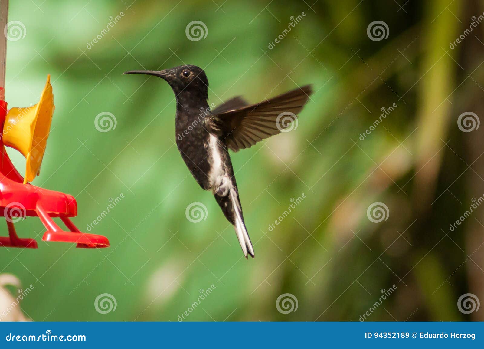 Black Hummingbird flying stock image. Image of setting - 94352189